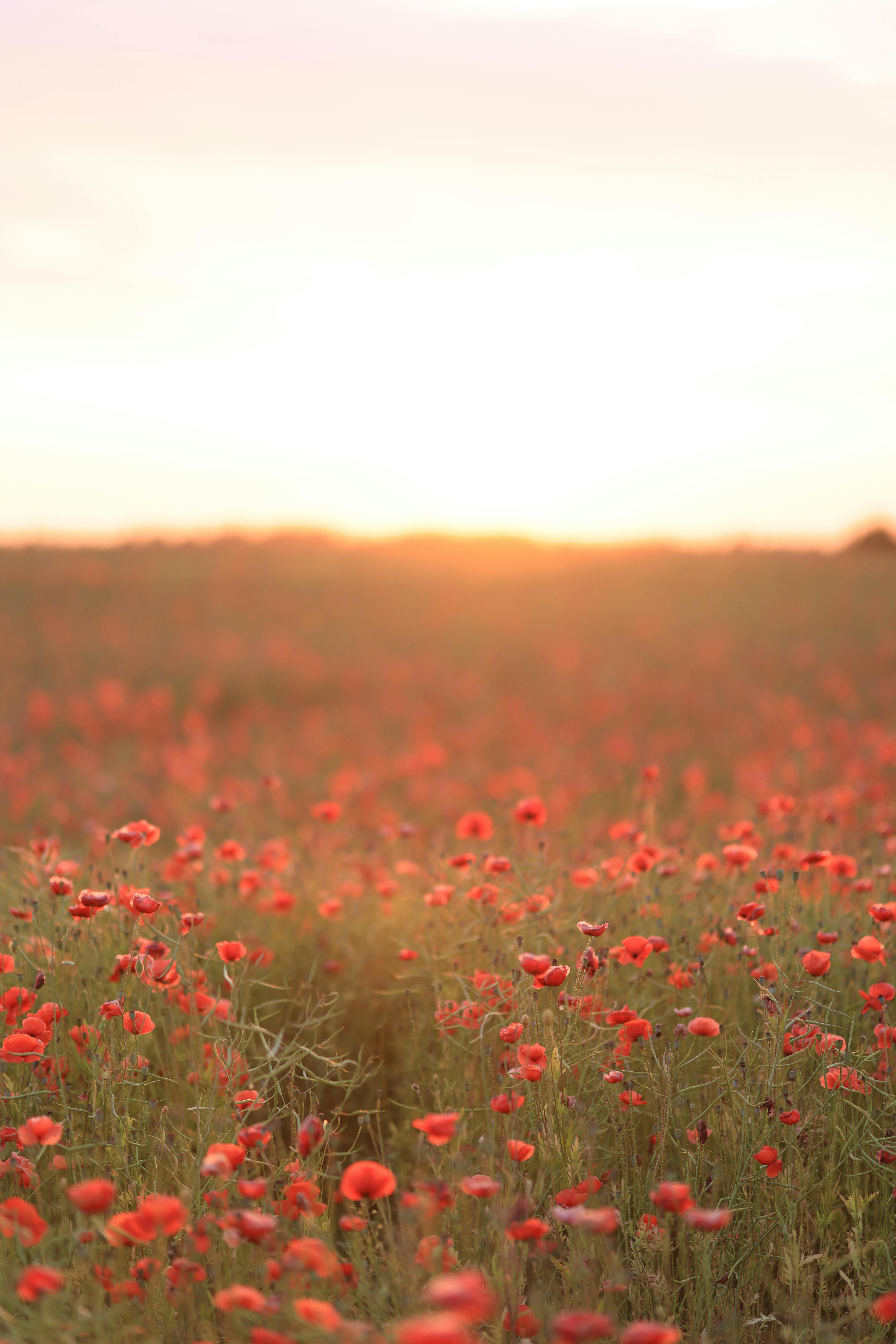 Red Flower Field Under Bright Sky · Free Stock Photo