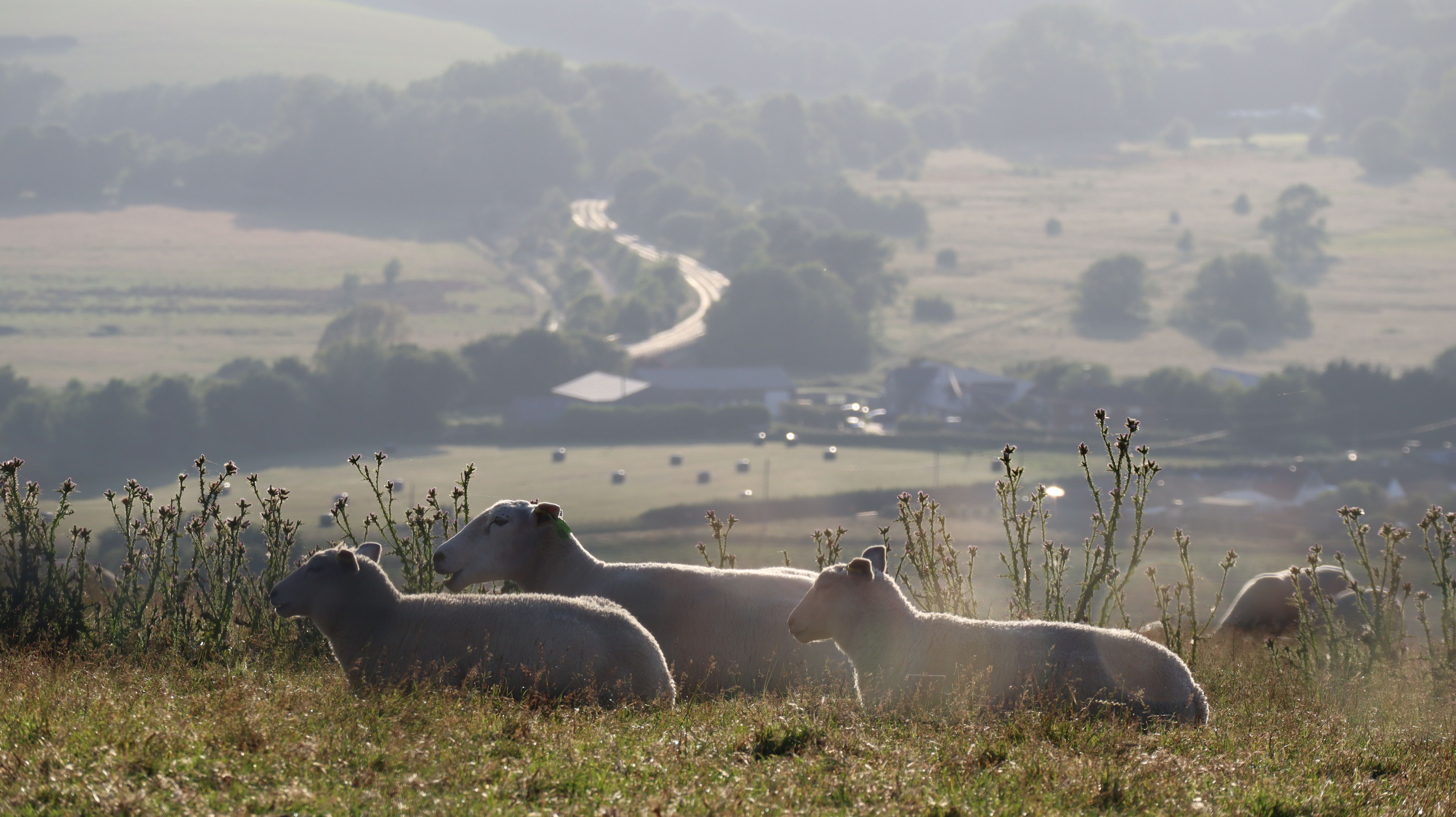 Sheep and Lamb on Pasture · Free Stock Photo