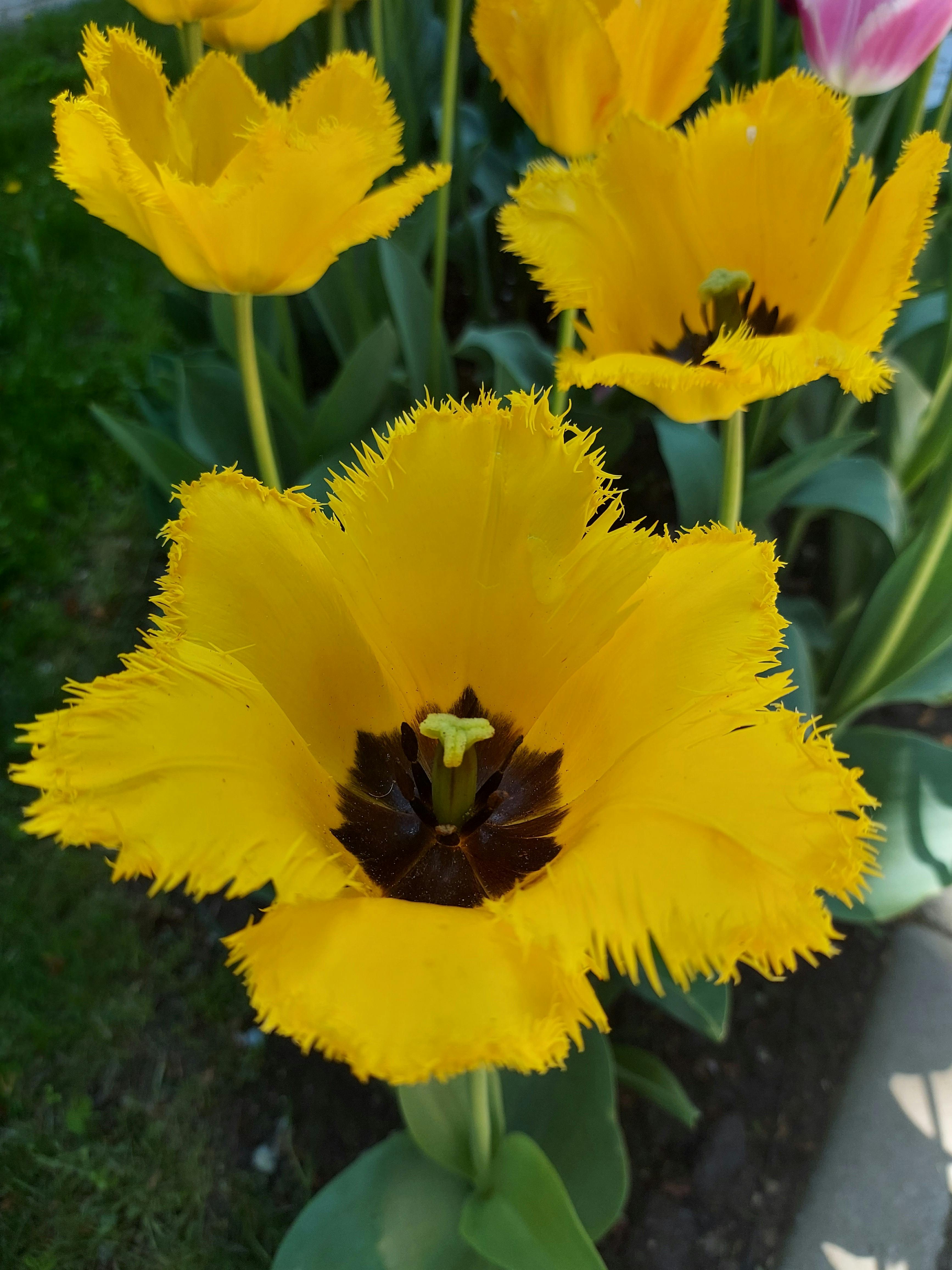 Frilly Edges Photos, Download The BEST Free Frilly Edges Stock Photos ...