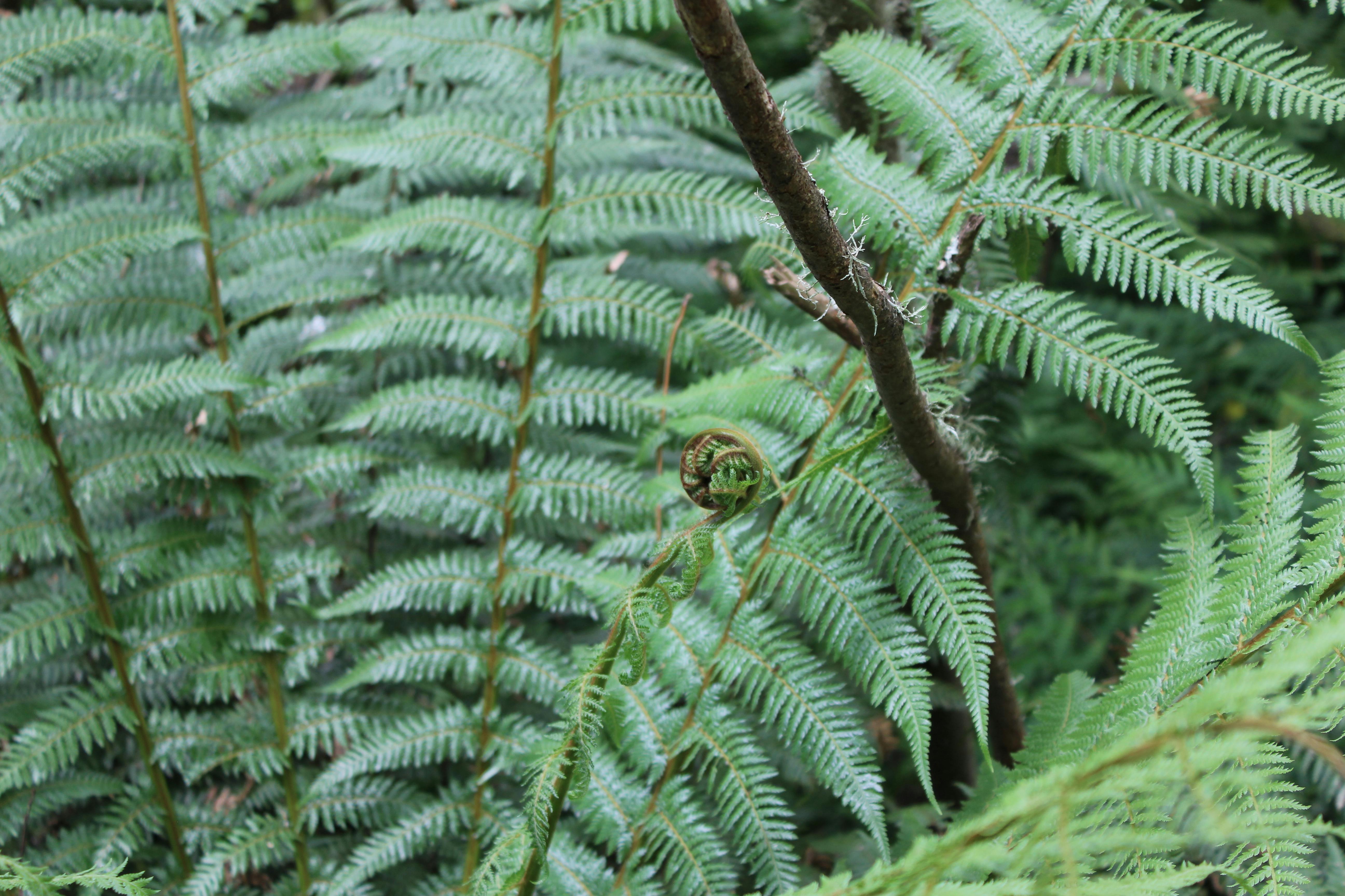 Robert Gallagher - Photographie