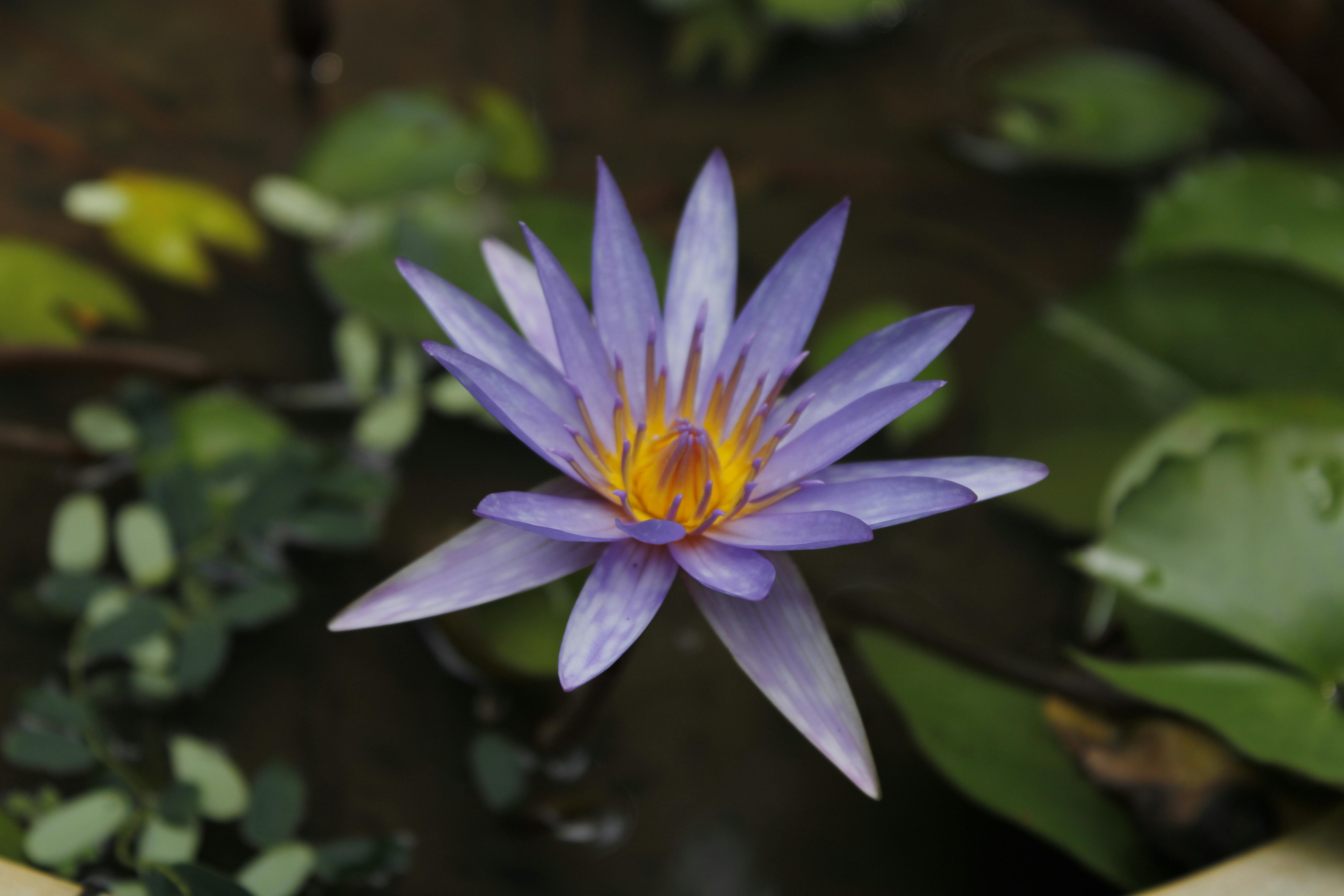 Egyptian Lotus Photos, Download The BEST Free Egyptian Lotus Stock ...