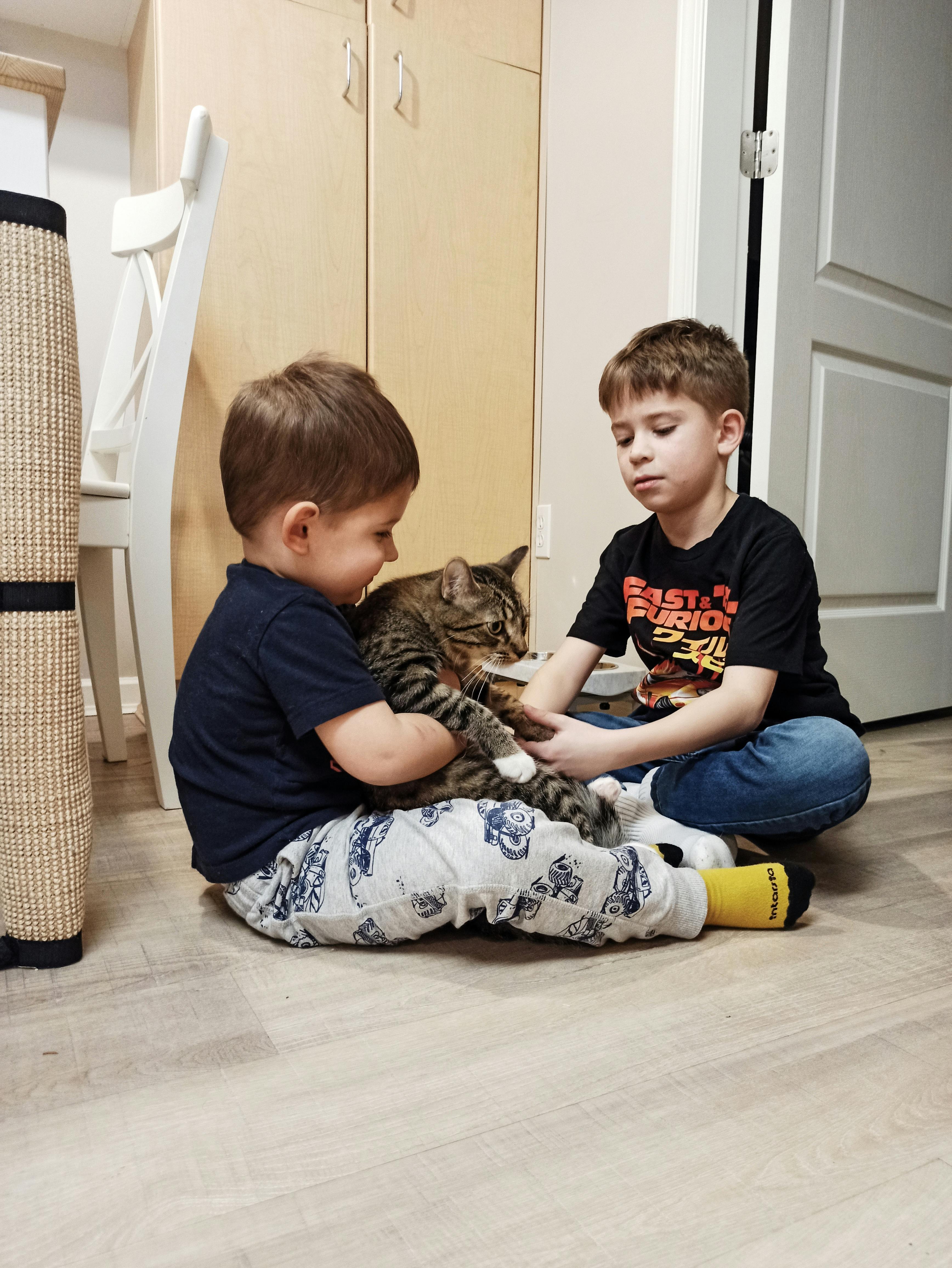 Boys Petting Their Peat Tabby Cat · Free Stock Photo
