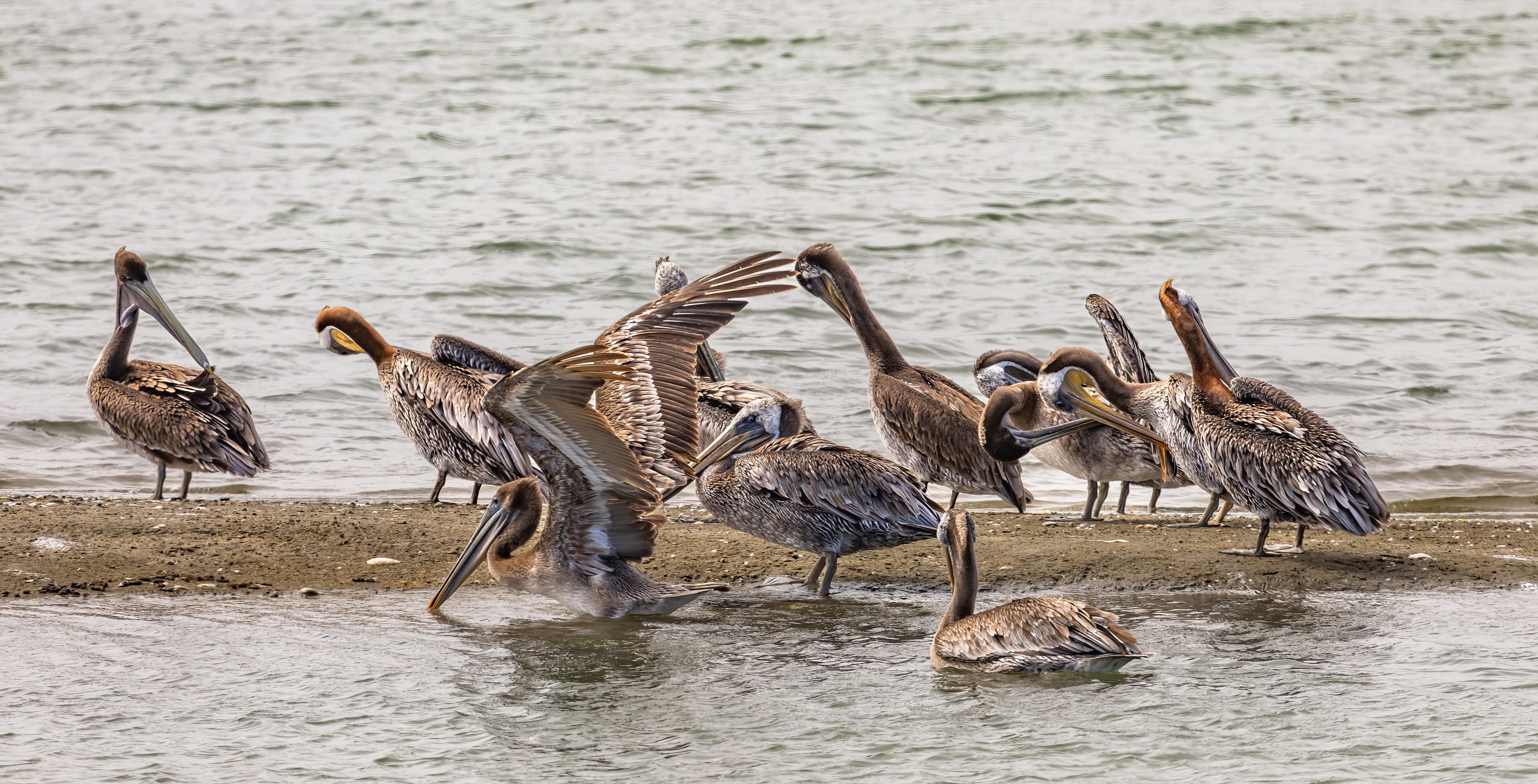 Piscivorous Birds Photos, Download The BEST Free Piscivorous Birds ...