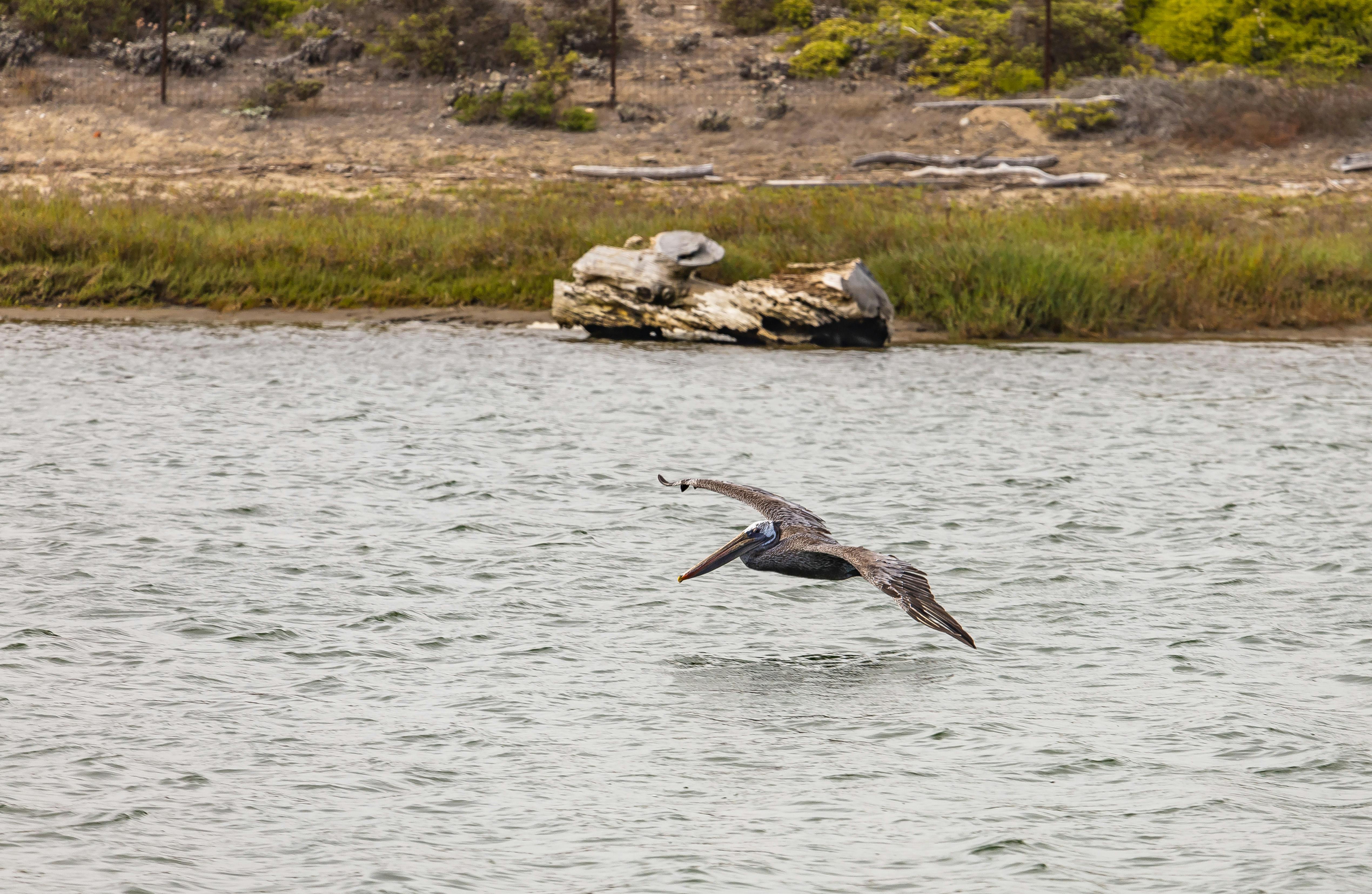 Bird Flying Over Body of Water · Free Stock Photo