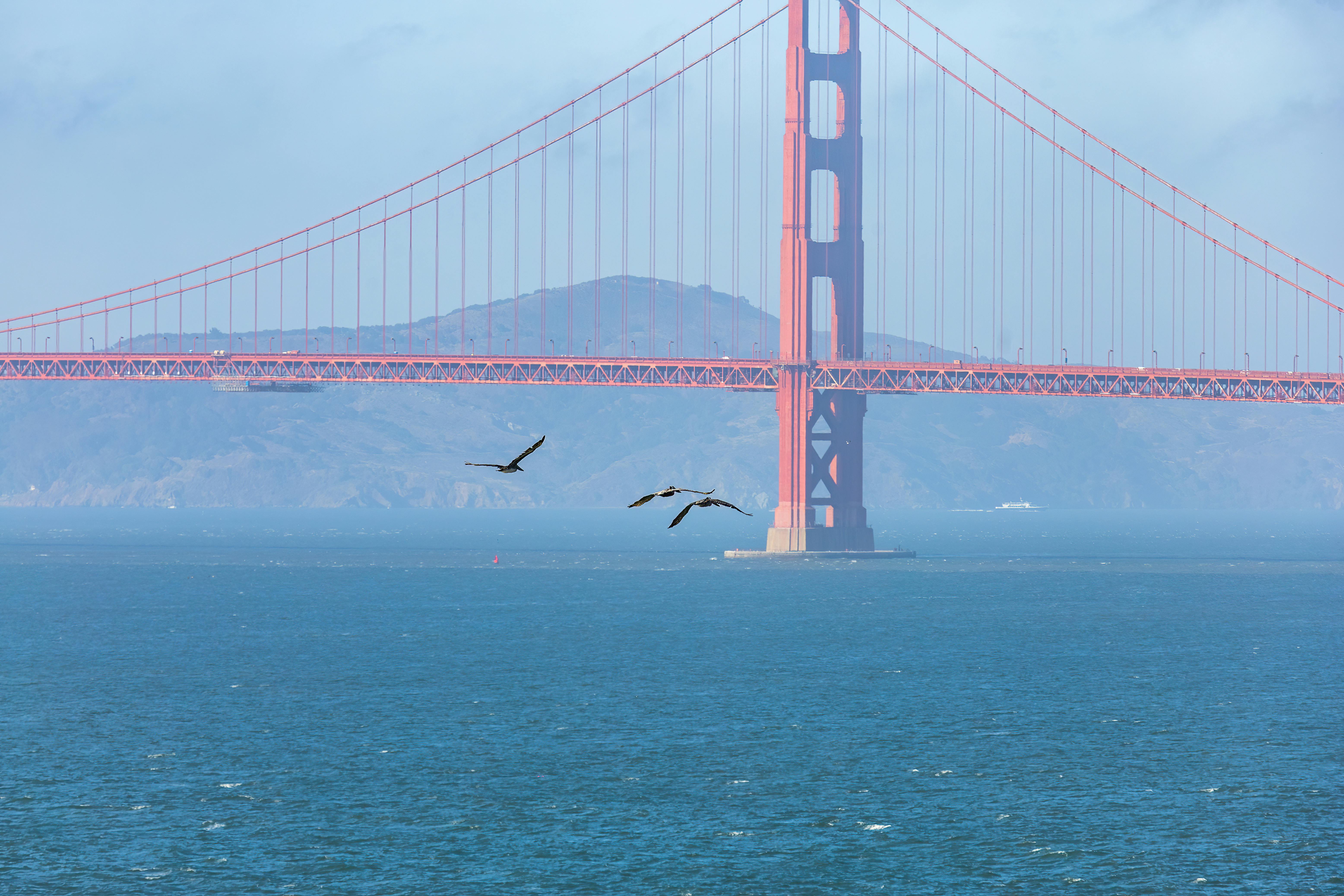 Bird Flying near Golden Gate Bridge · Free Stock Photo