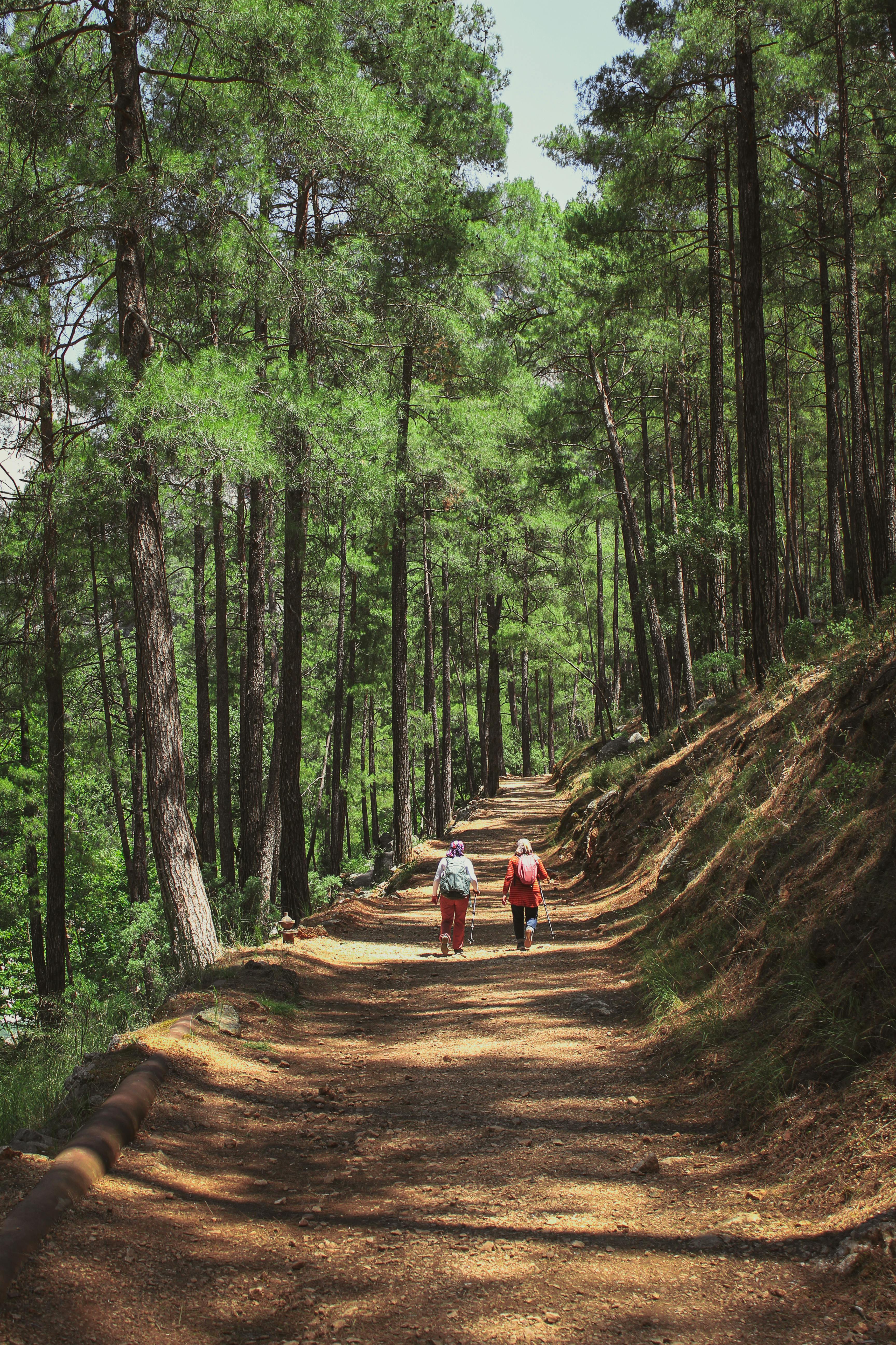 Women Walking in Forest · Free Stock Photo