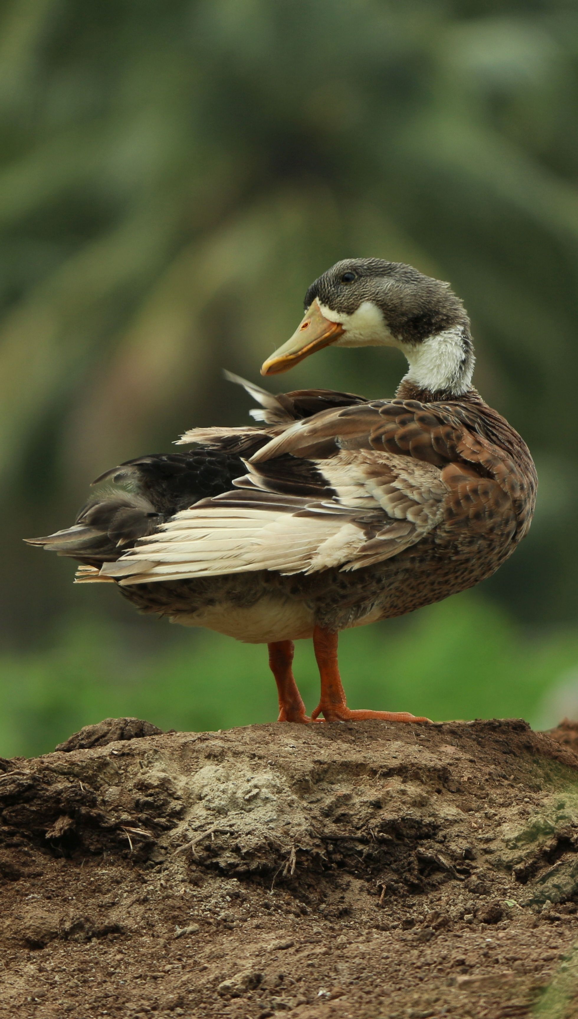 Drake Asia Photos, Download The BEST Free Drake Asia Stock Photos & HD ...