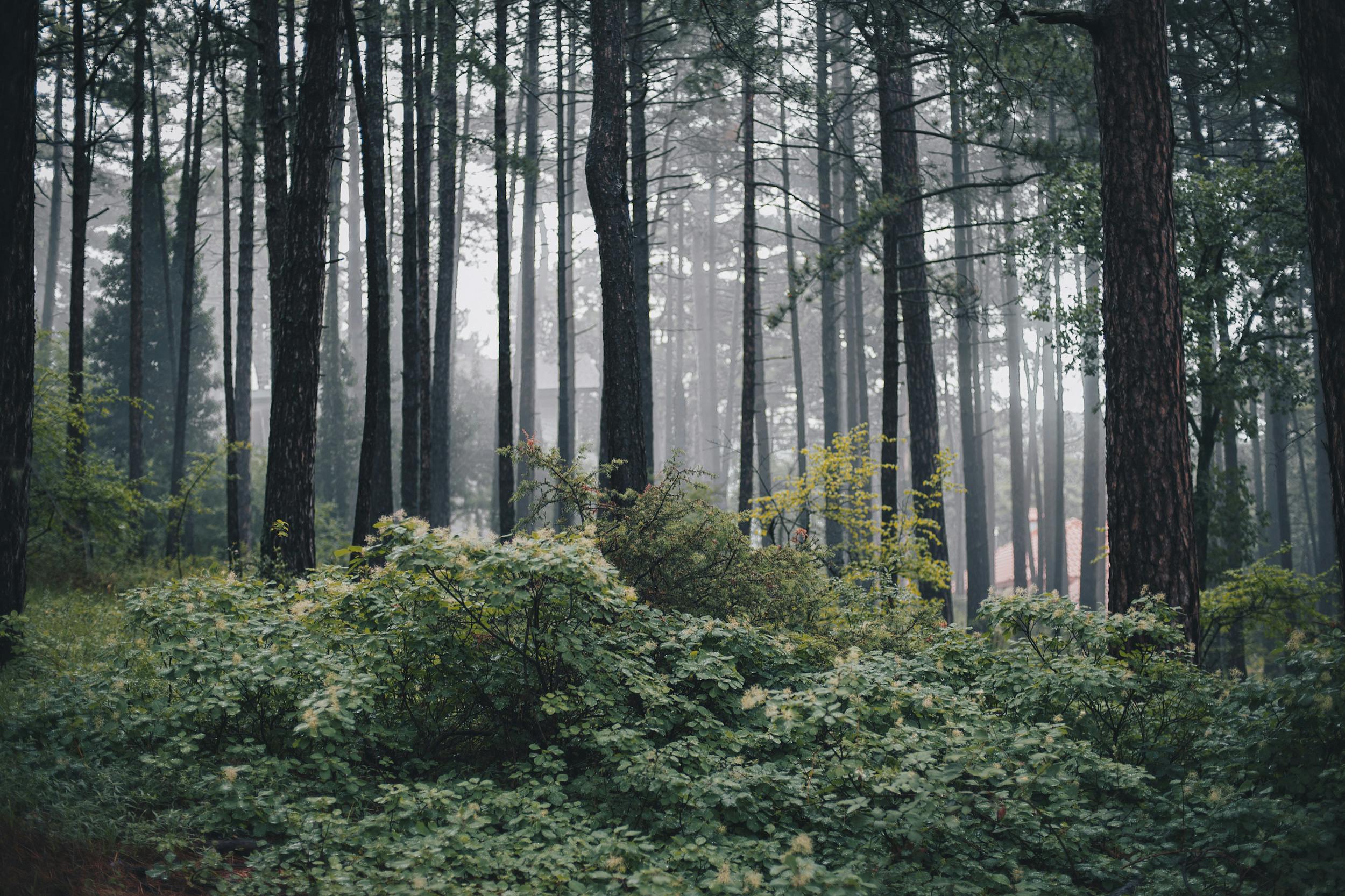 Forest Surrounded by Fog · Free Stock Photo