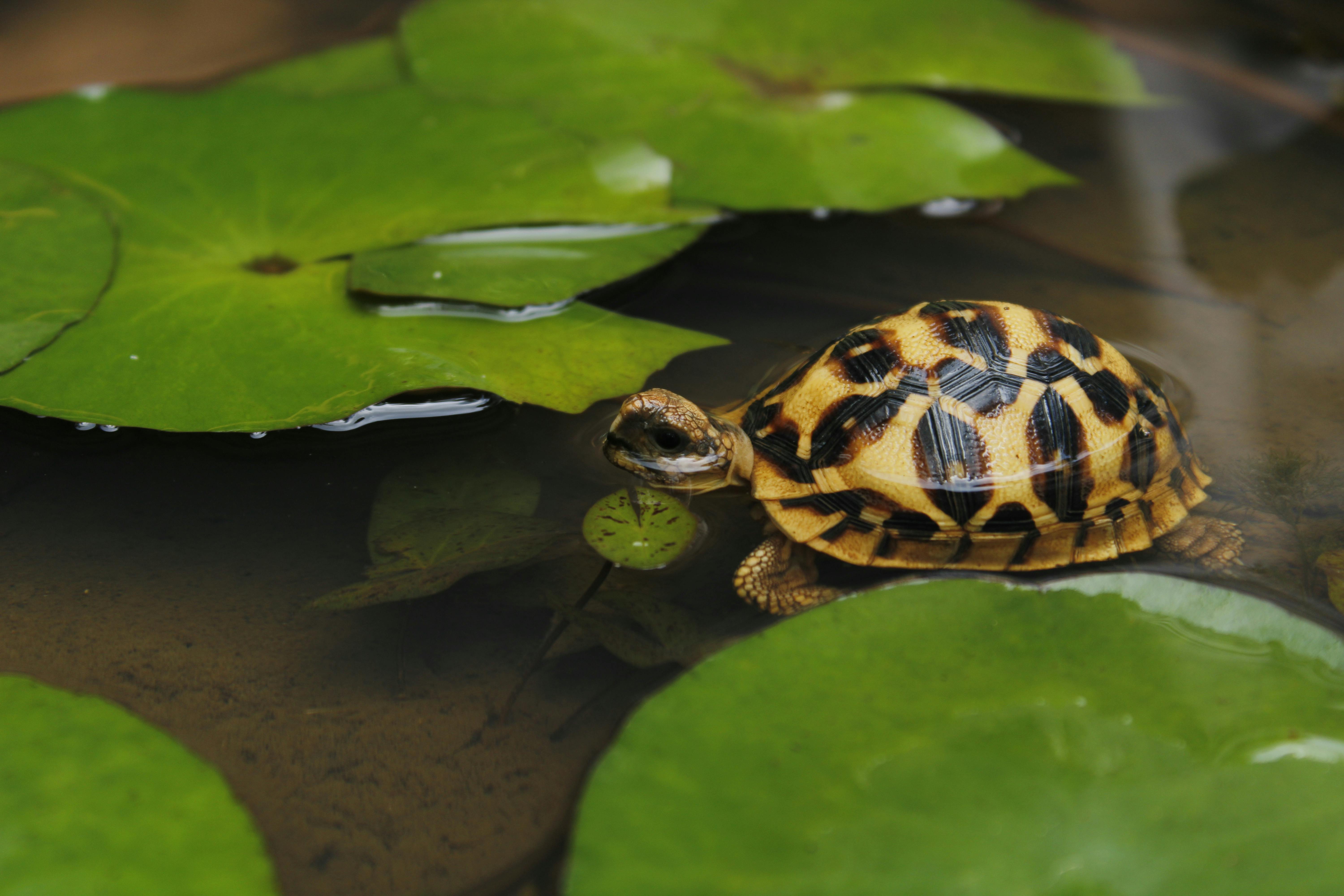 African Spurred Tortoise on the Ground · Free Stock Photo