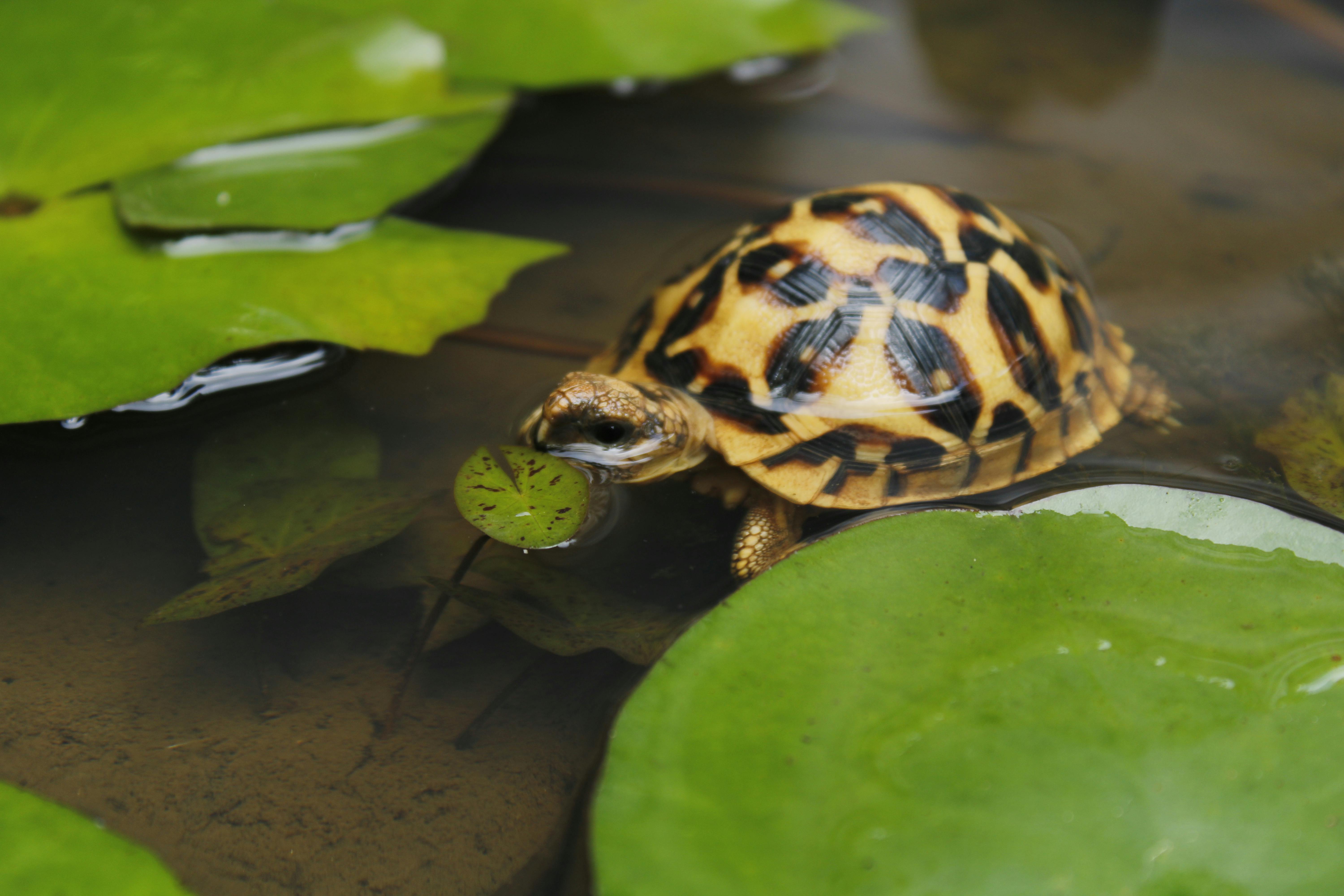 African Spurred Tortoise on the Ground · Free Stock Photo