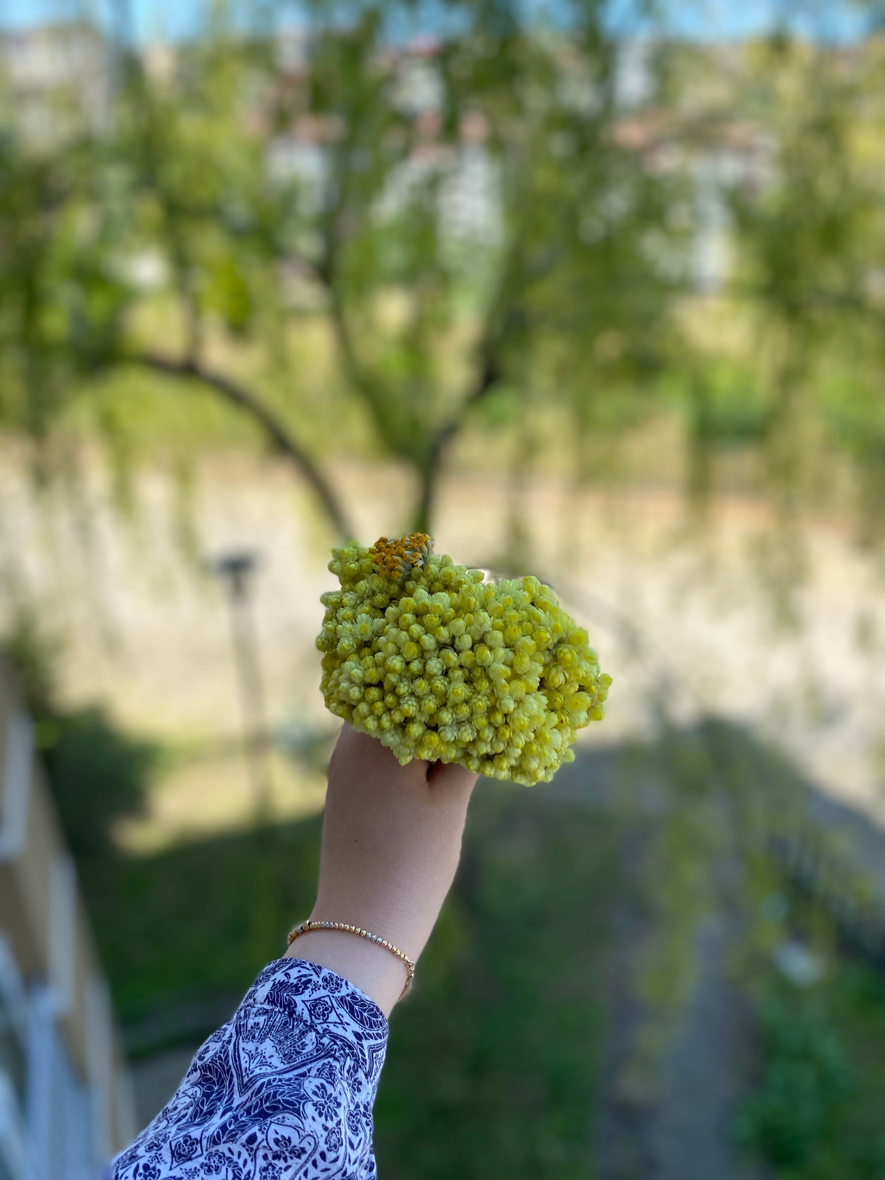 Person Handing Over a Flower · Free Stock Photo