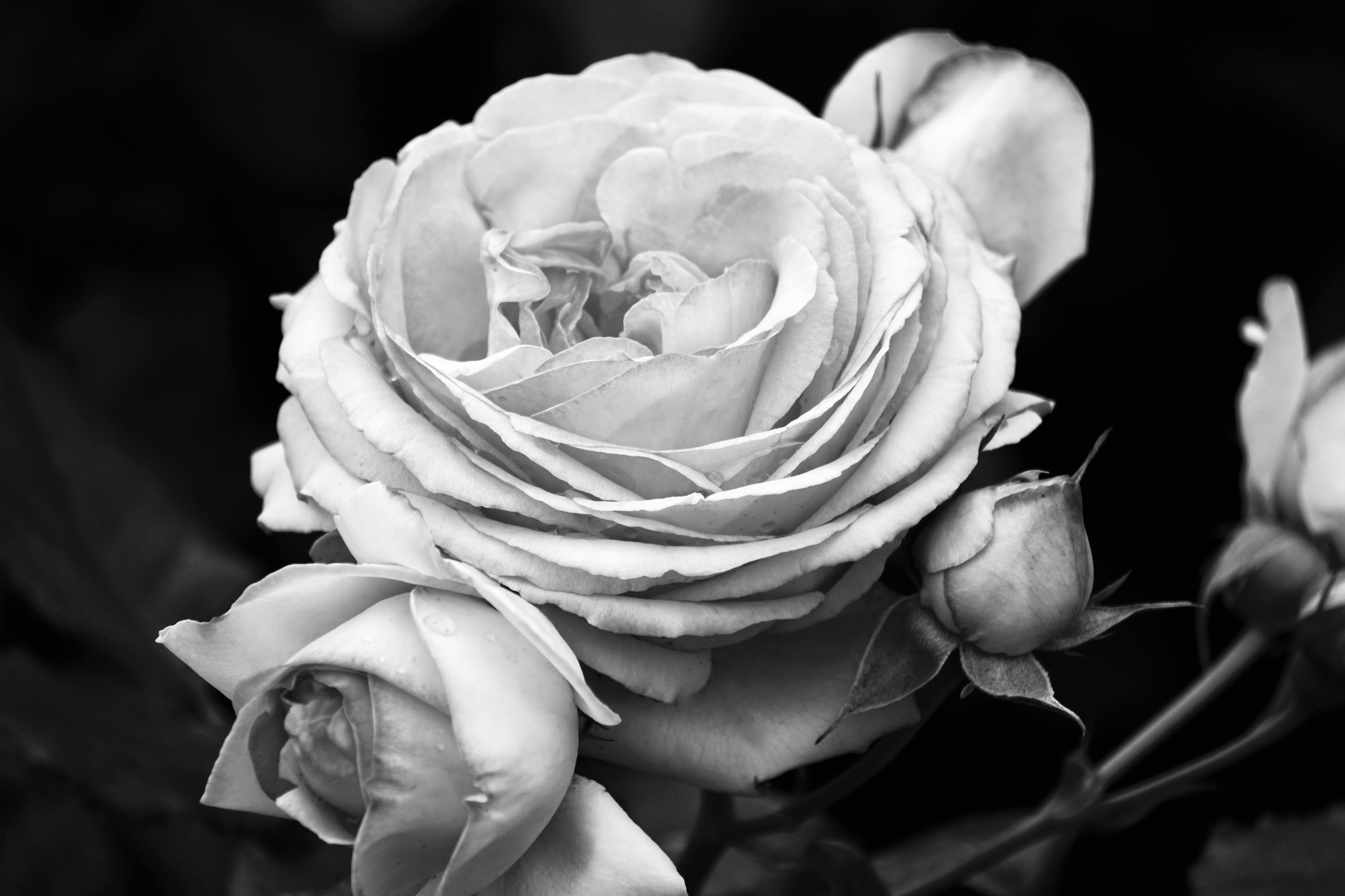 Grayscale Photo of a Rose · Free Stock Photo