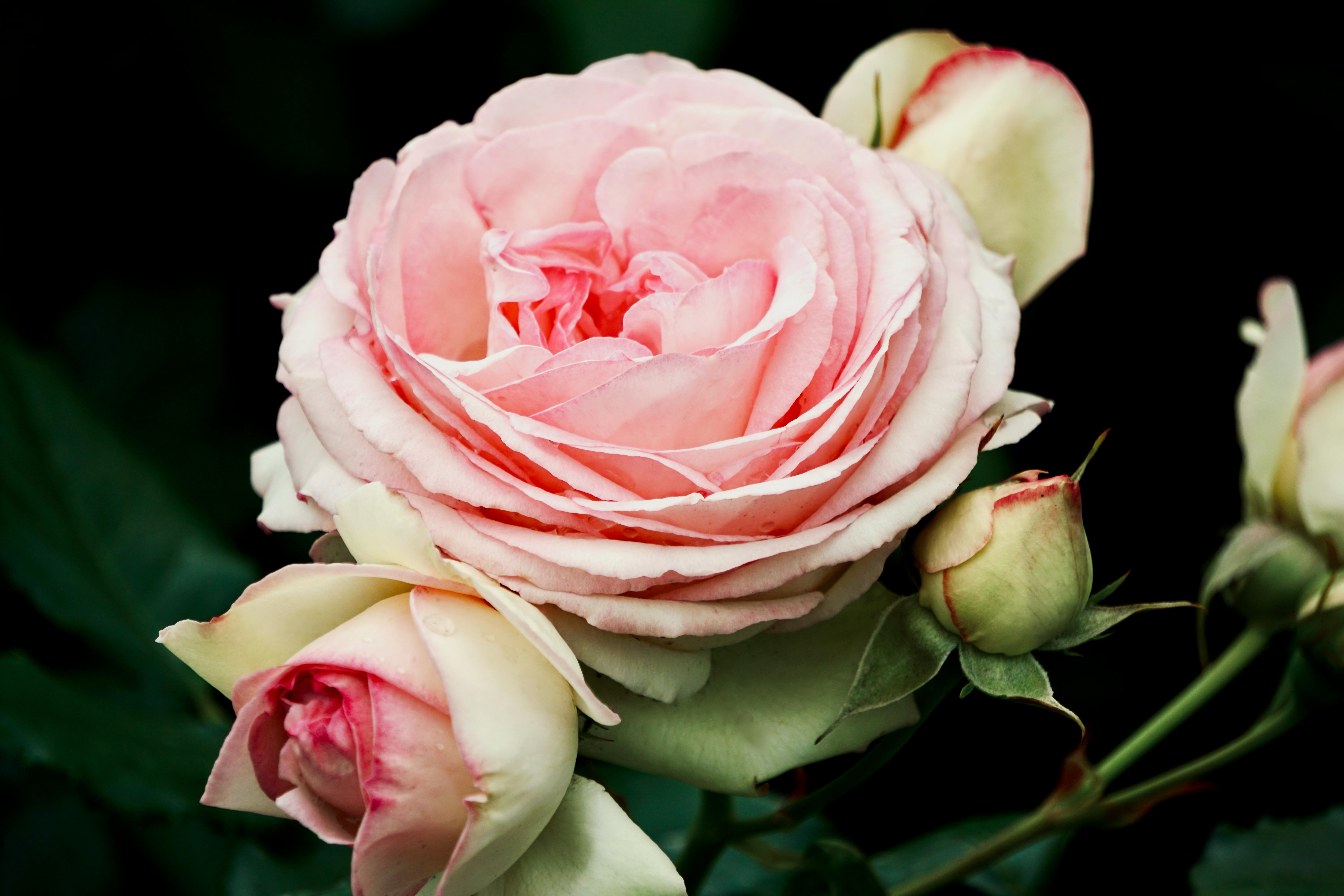 Roses in Bloom · Free Stock Photo