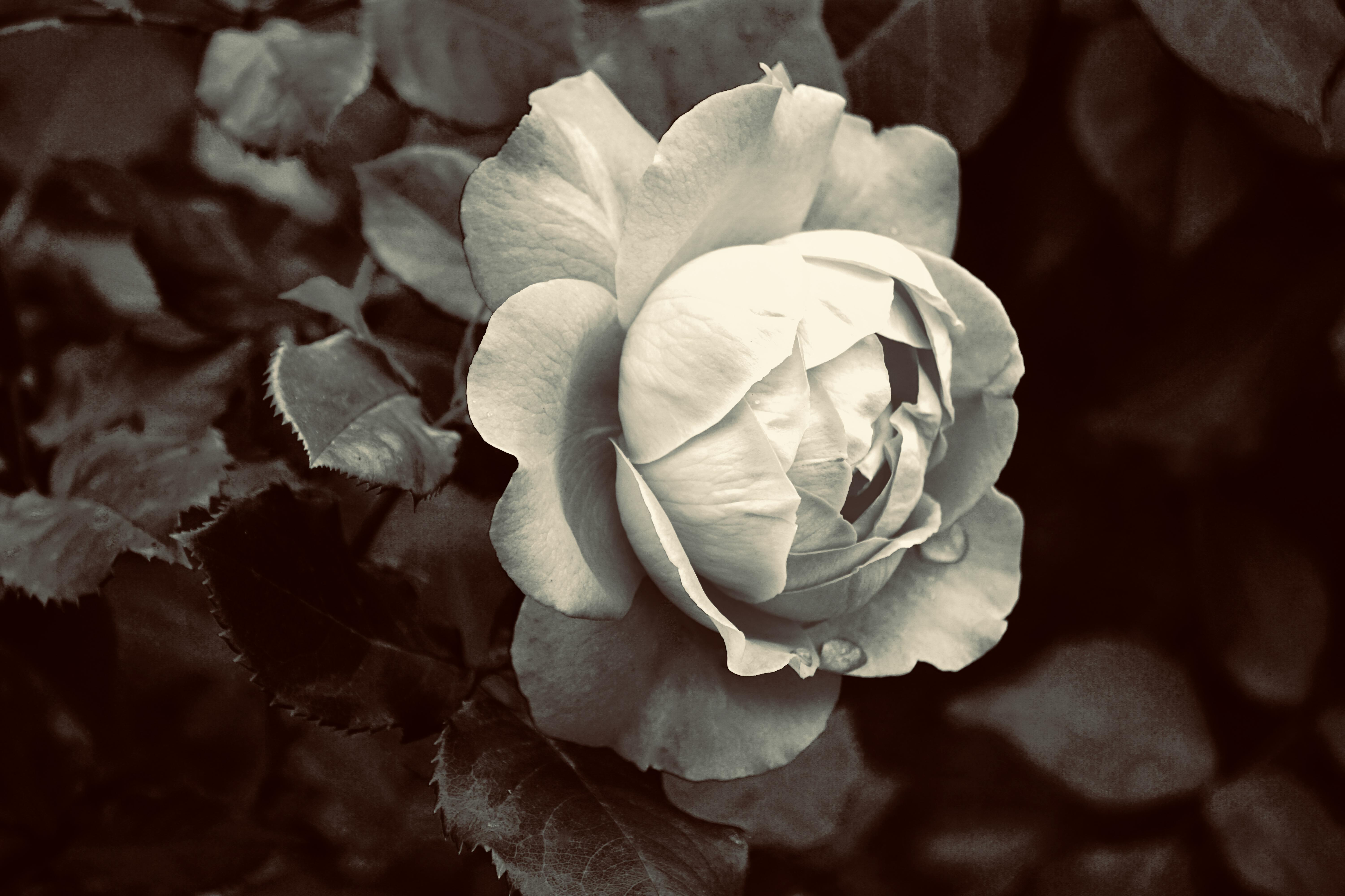 A Grayscale of a Rose in Bloom · Free Stock Photo
