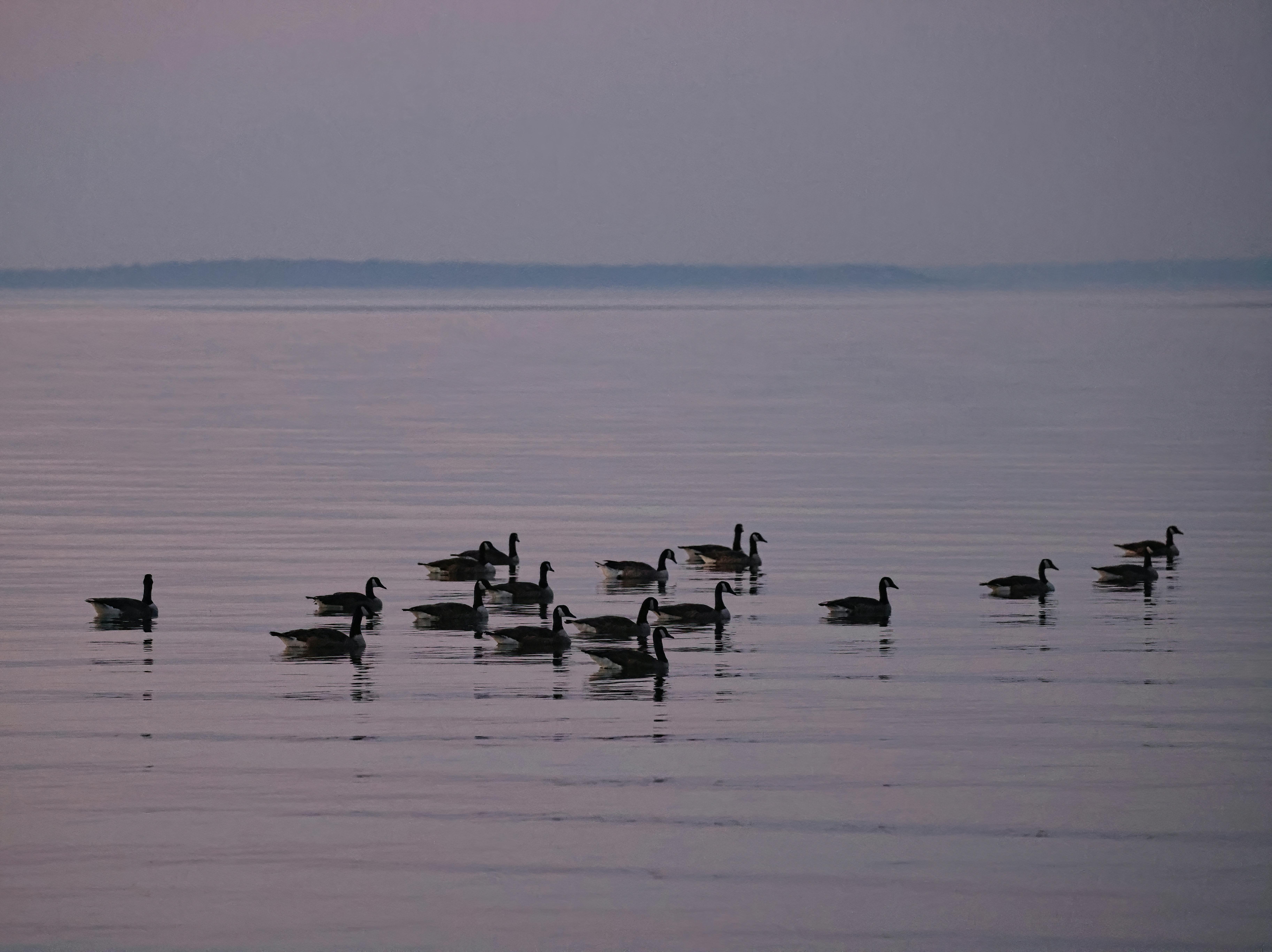 A Gaggle Swimming in the Water · Free Stock Photo