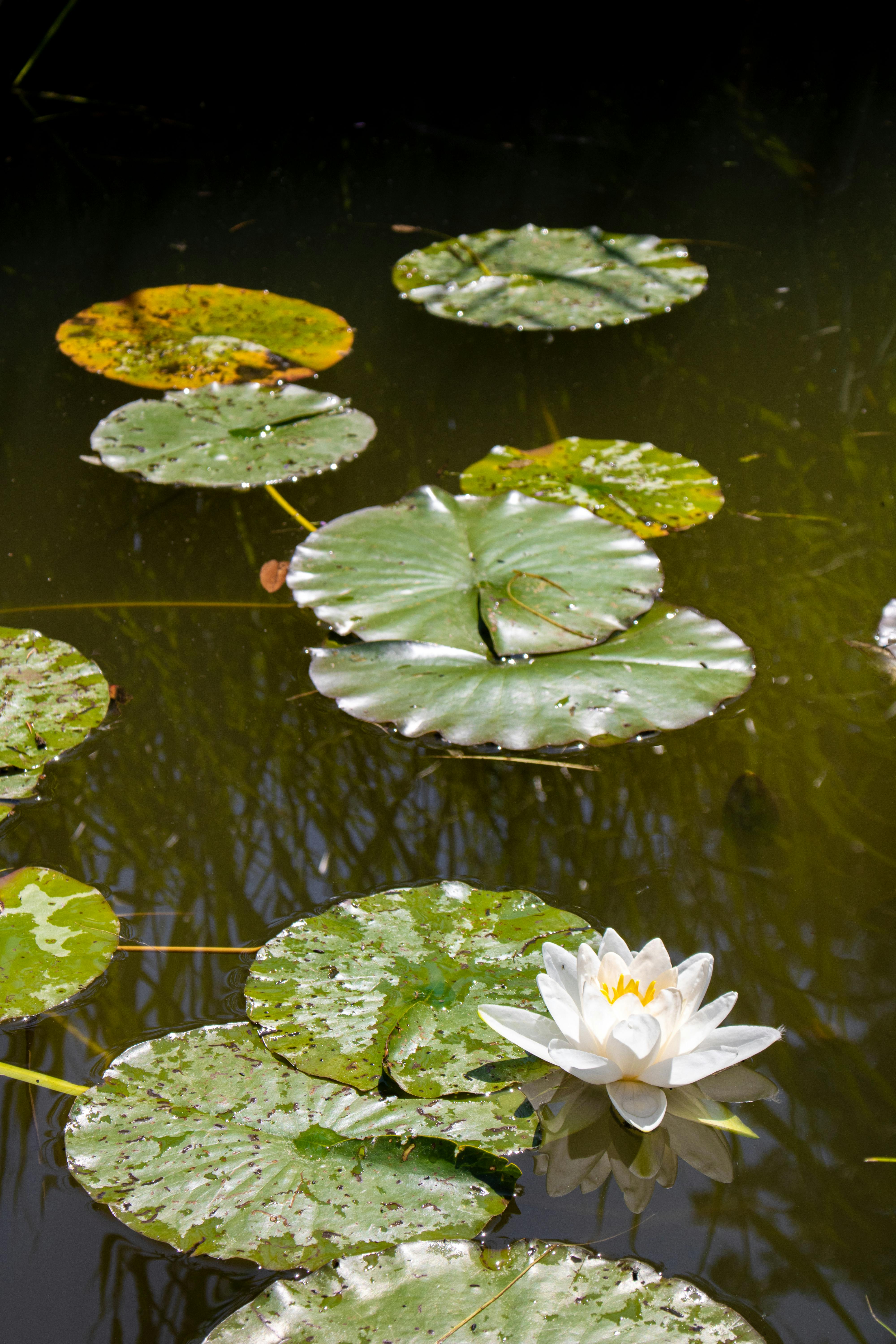 Green Leaves Floating on Body of Water · Free Stock Photo
