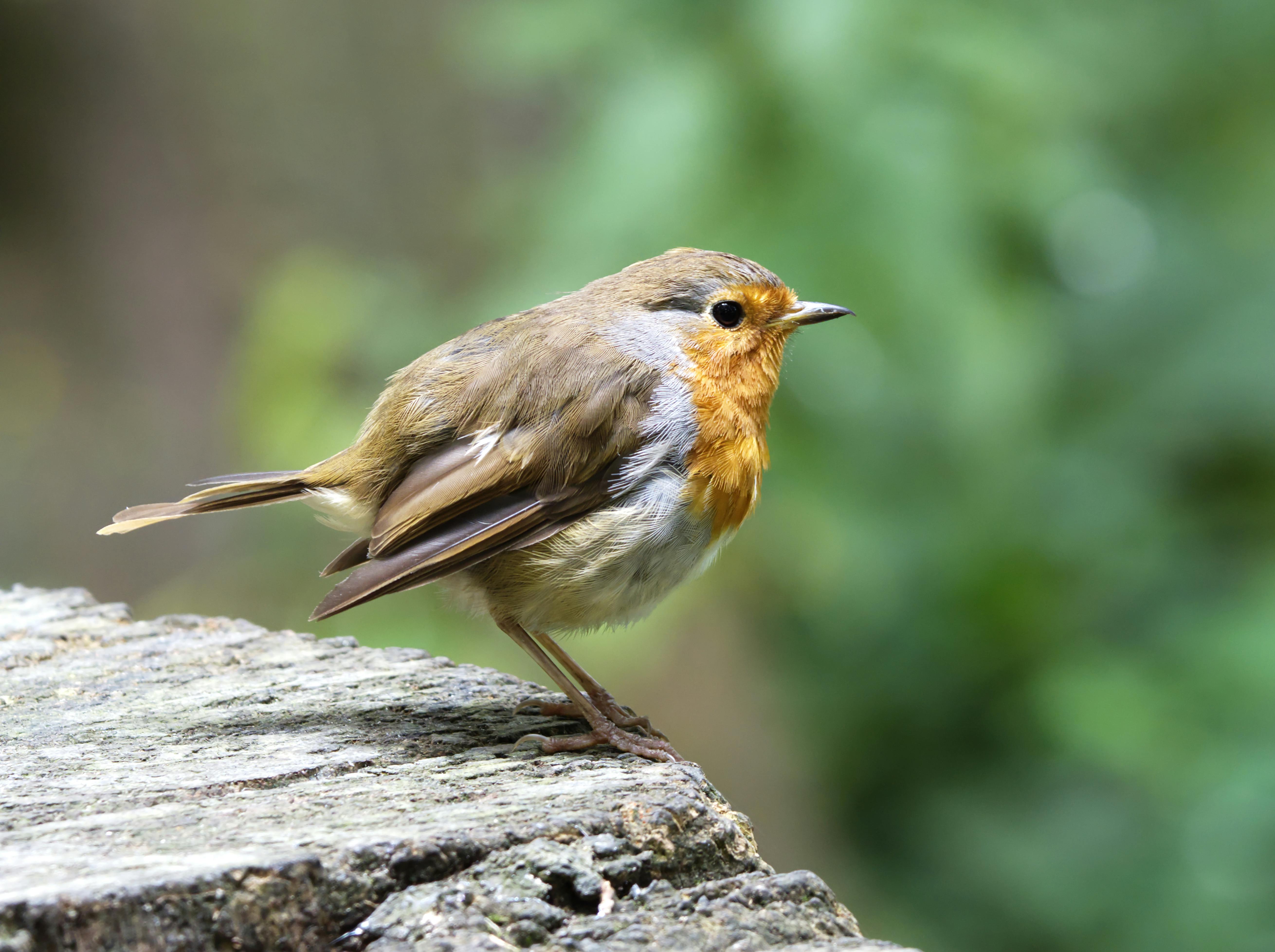 Robin Catching Worm · Free Stock Photo
