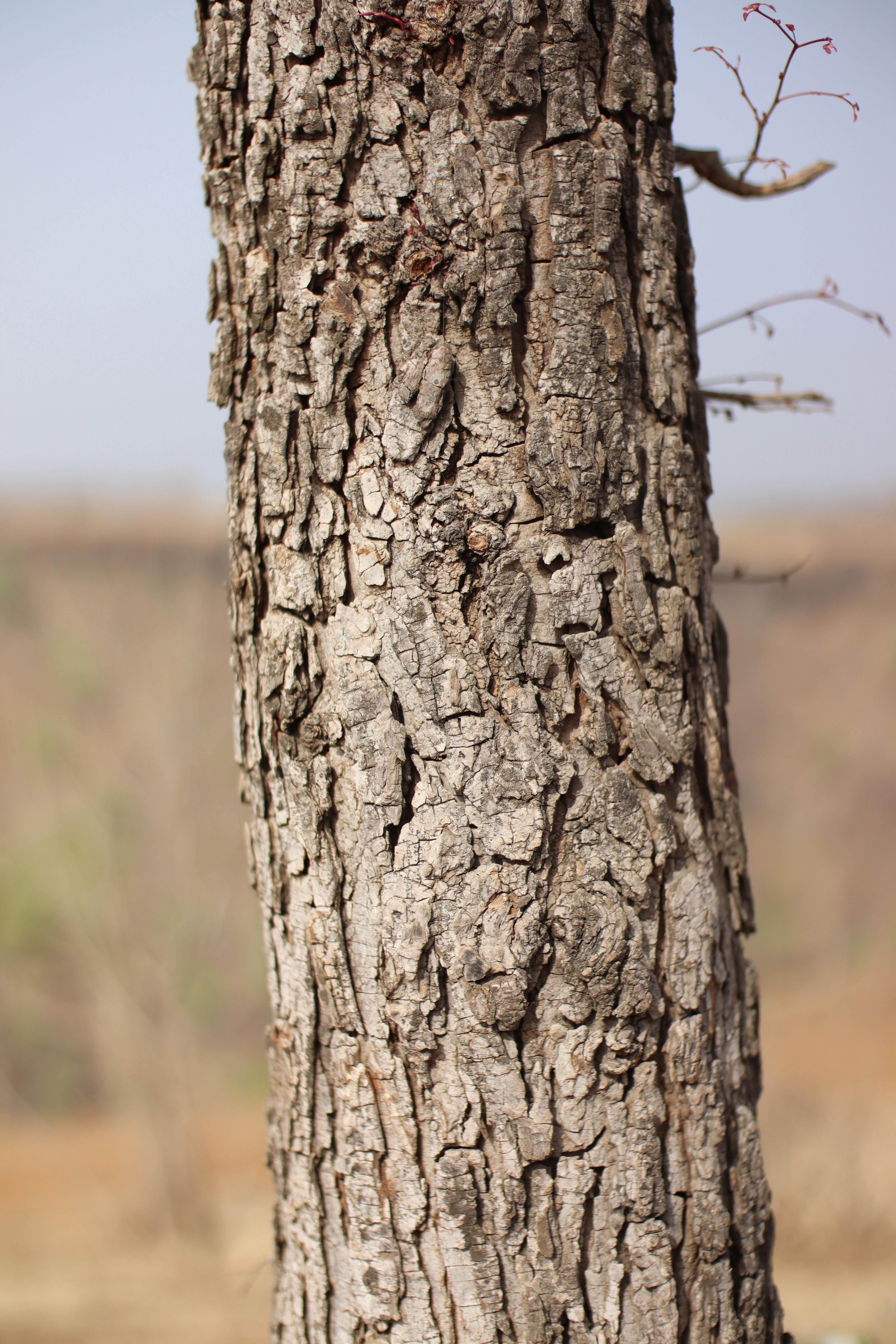 A Close-Up Shot of a Tree Trunk · Free Stock Photo