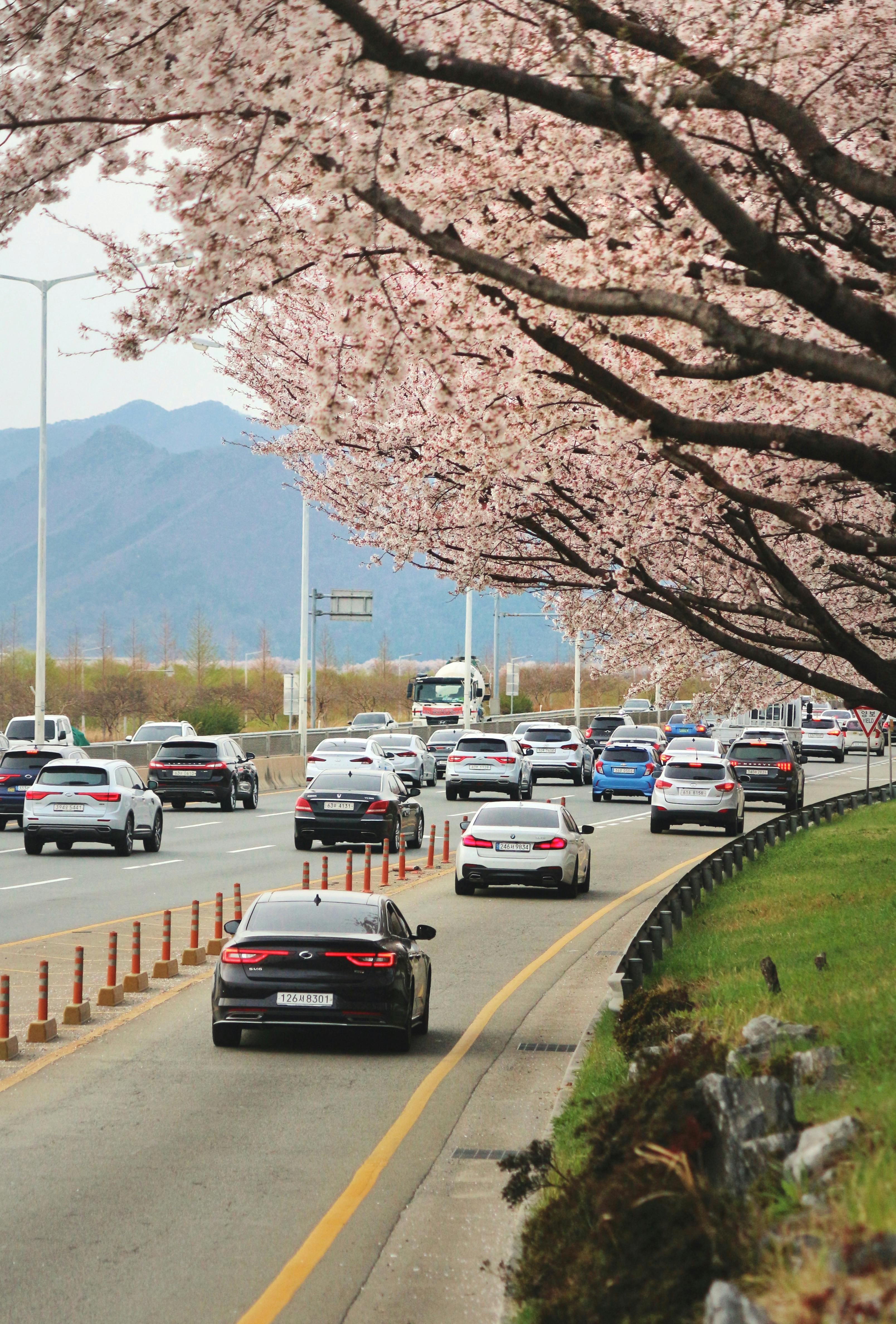 Jdm Cars Cherry Blossam Photos, Download The BEST Free Jdm Cars Cherry ...