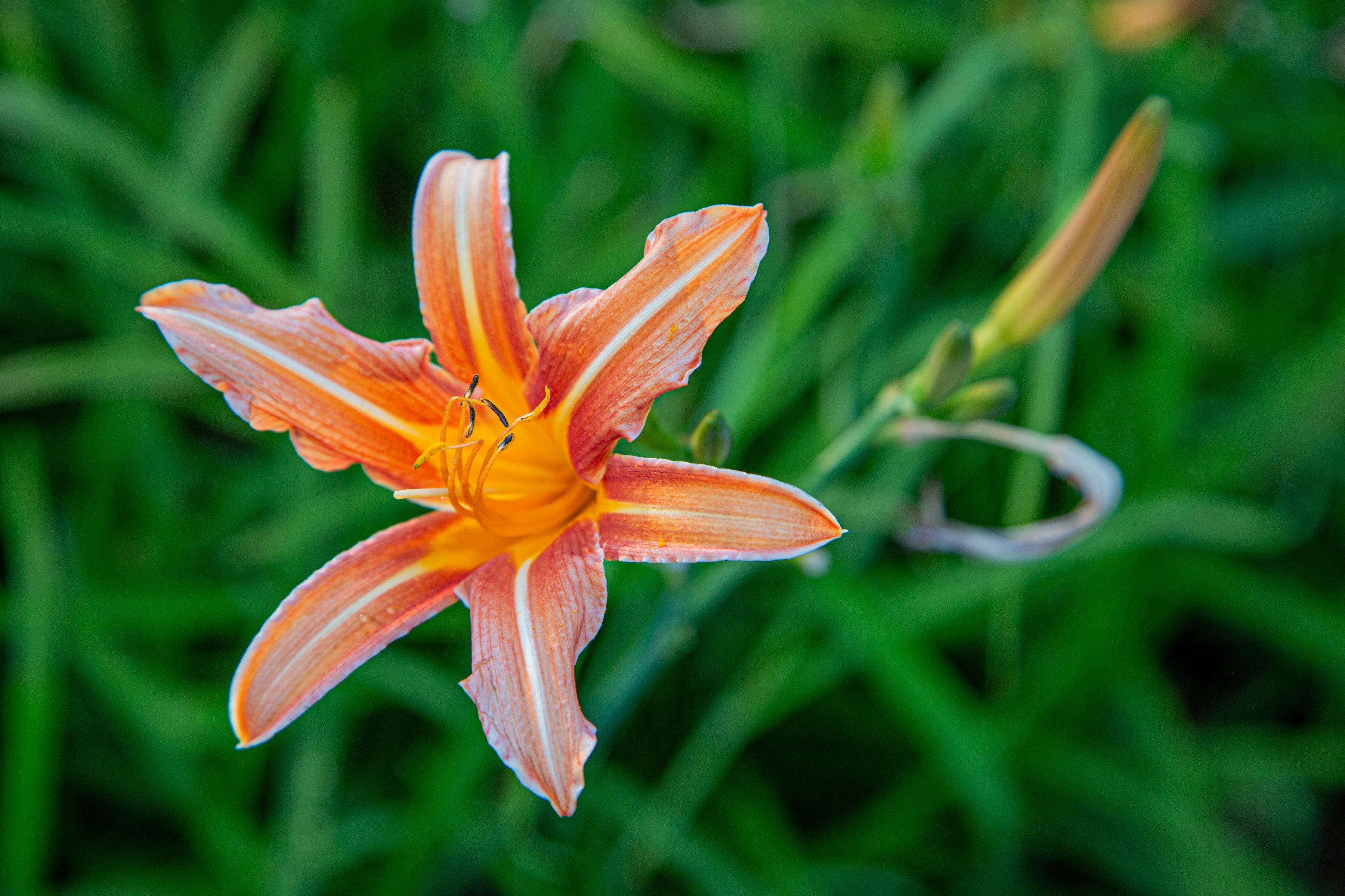 Fotos de stock gratis, imágenes libres de regalías y sin derechos de autor