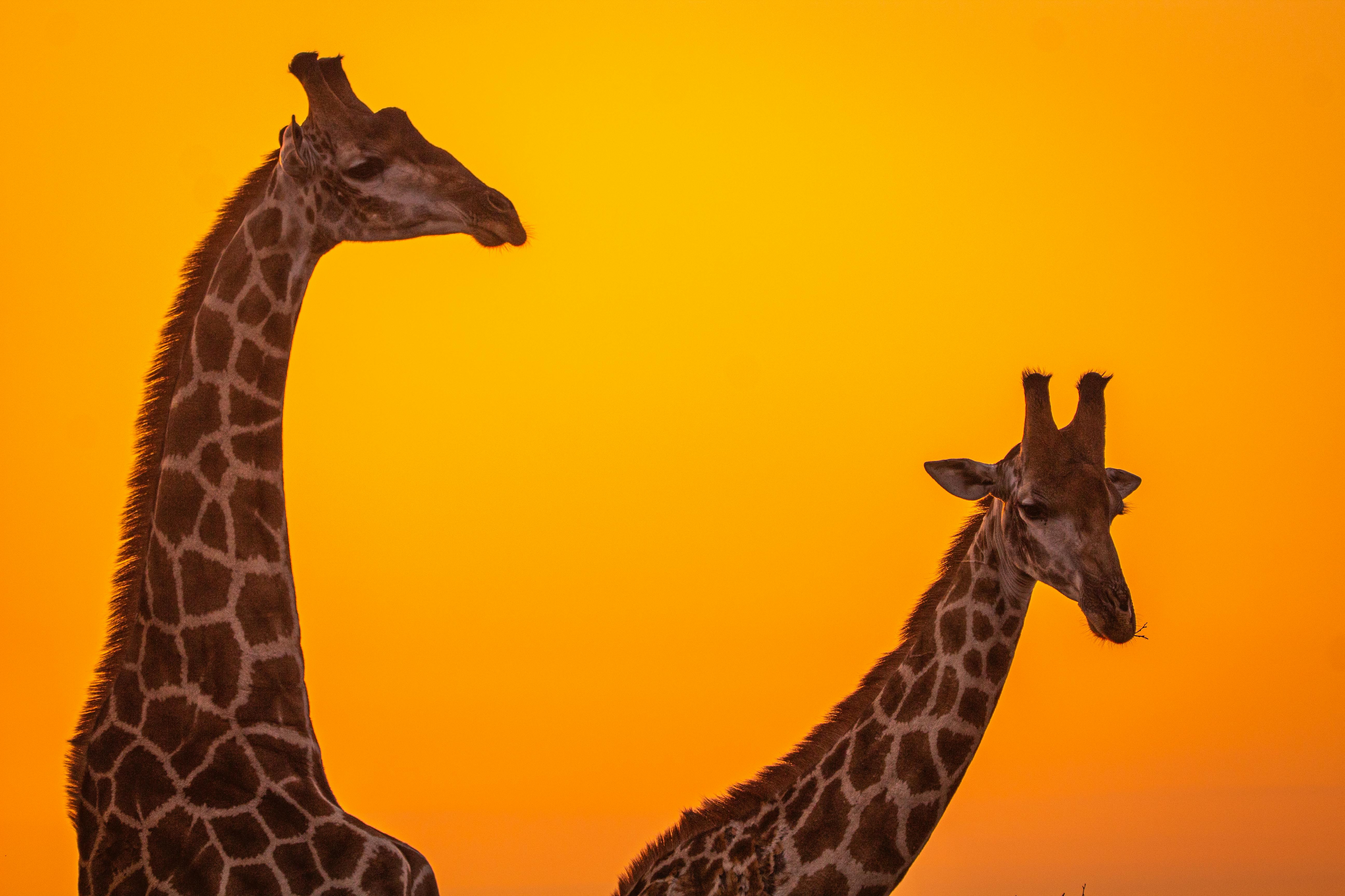 Close-Up Shot of Giraffes · Free Stock Photo