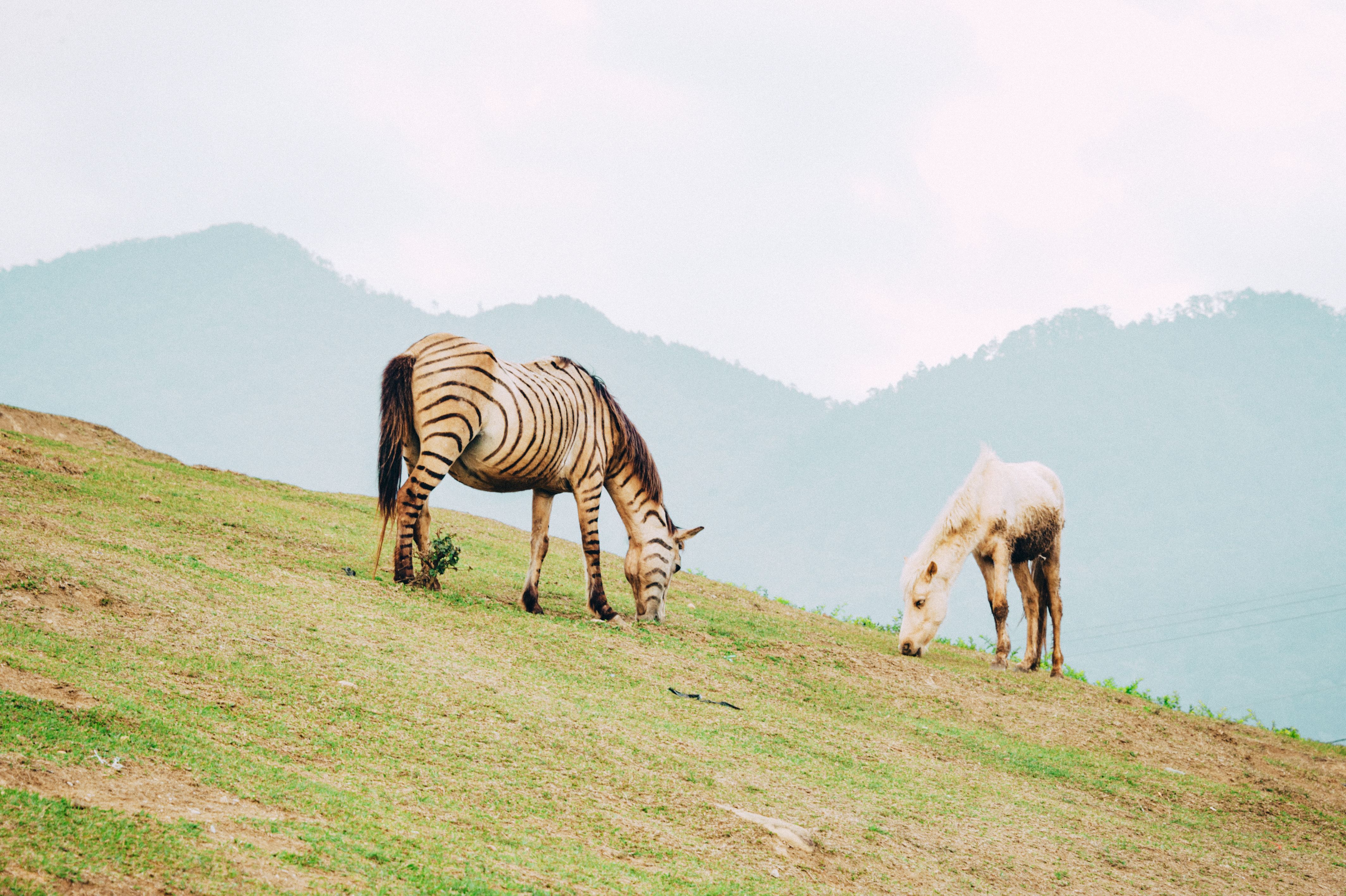 Zebra and Horse Grazing · Free Stock Photo
