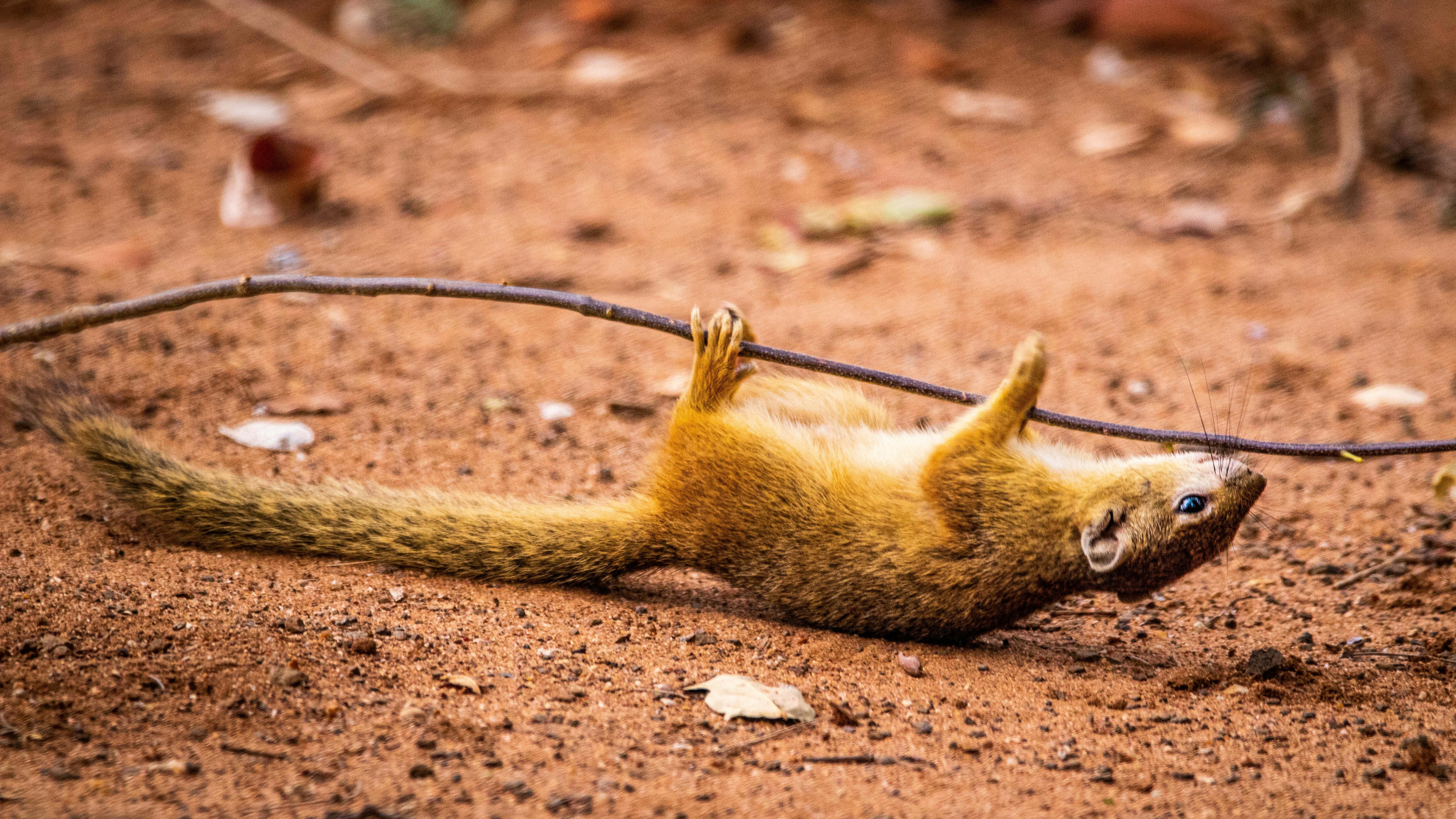 Close-Up Shot of a Squirrel · Free Stock Photo