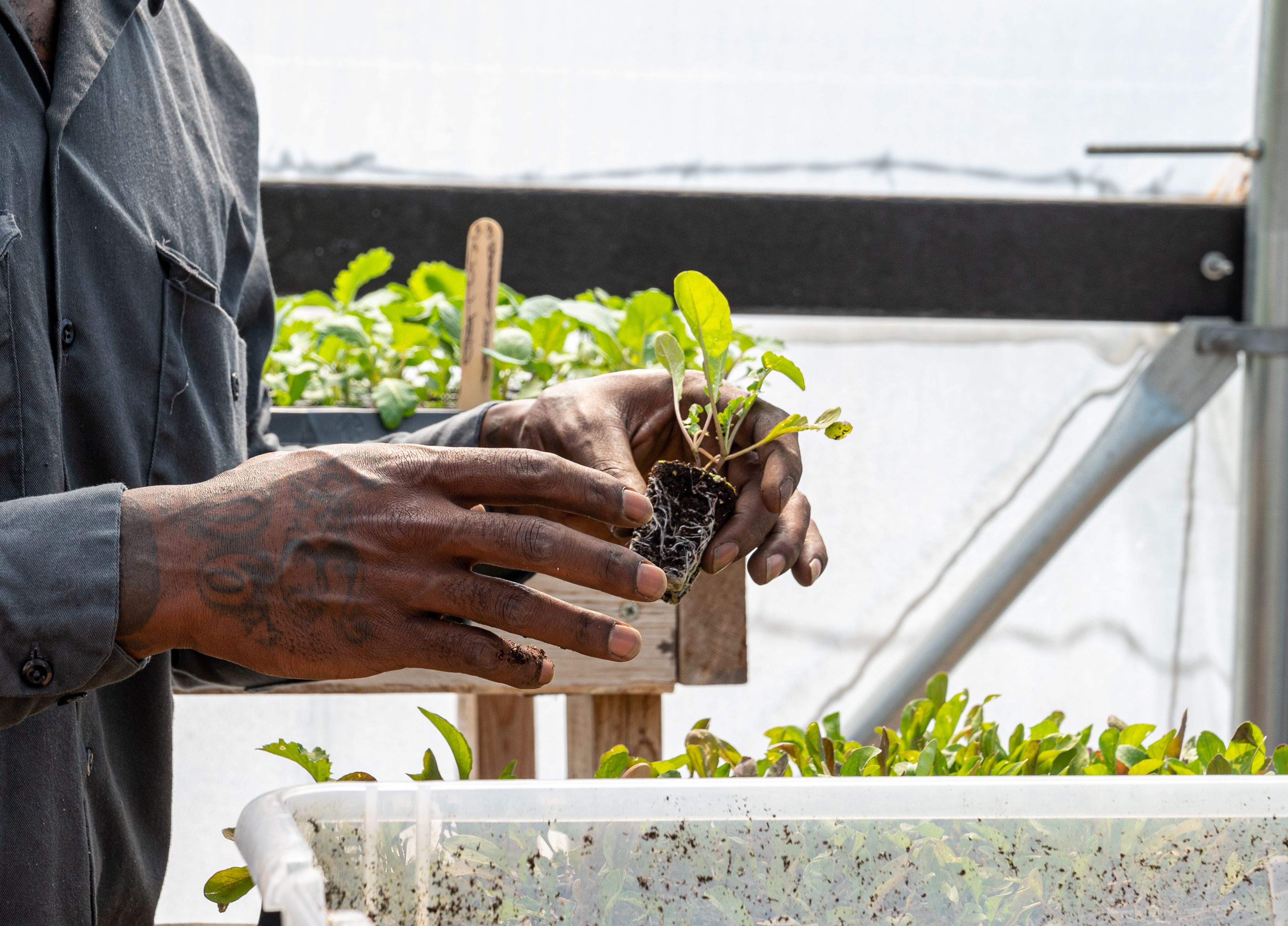 Person Holding a Seedling · Free Stock Photo