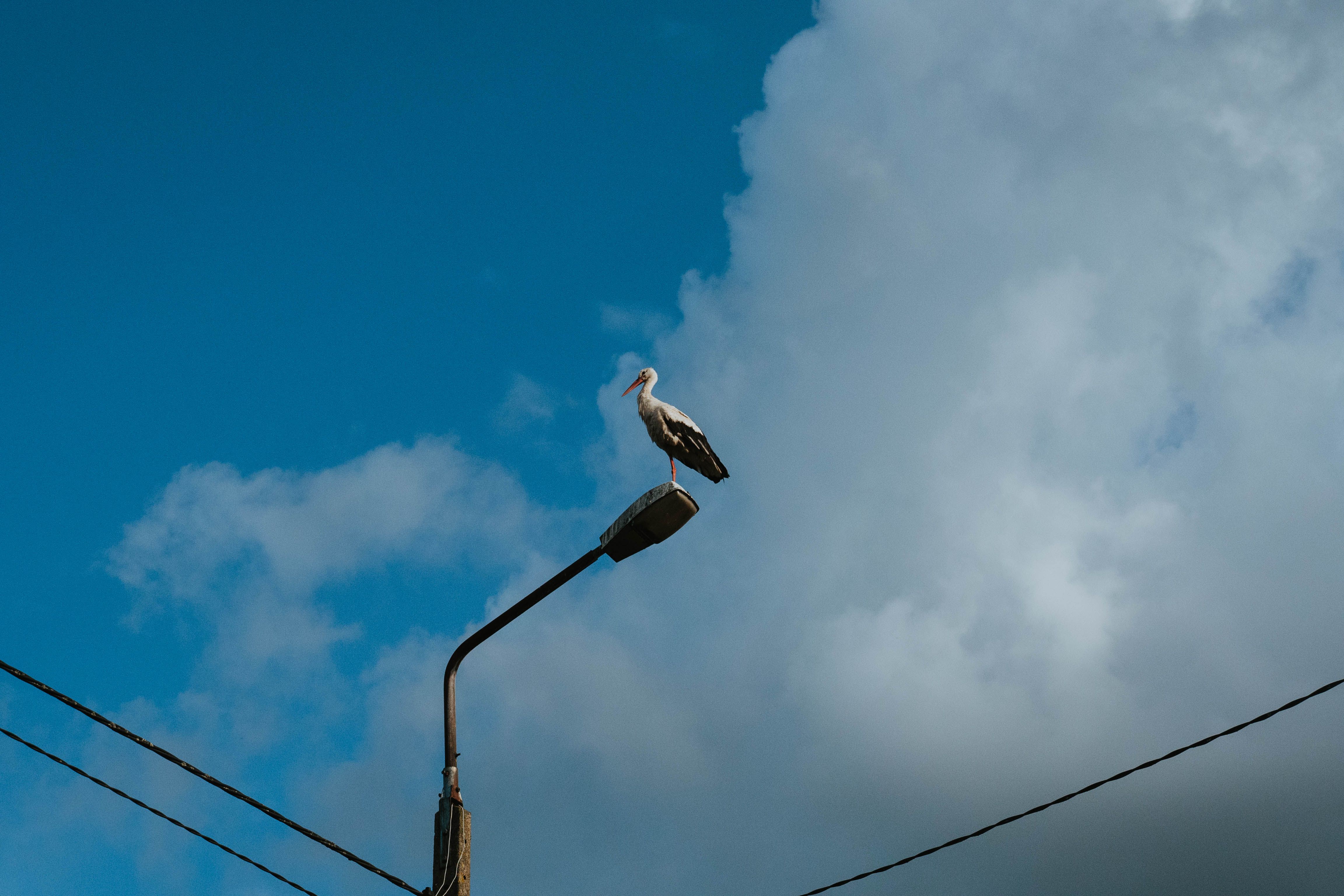 Bird Perched on Street Light · Free Stock Photo