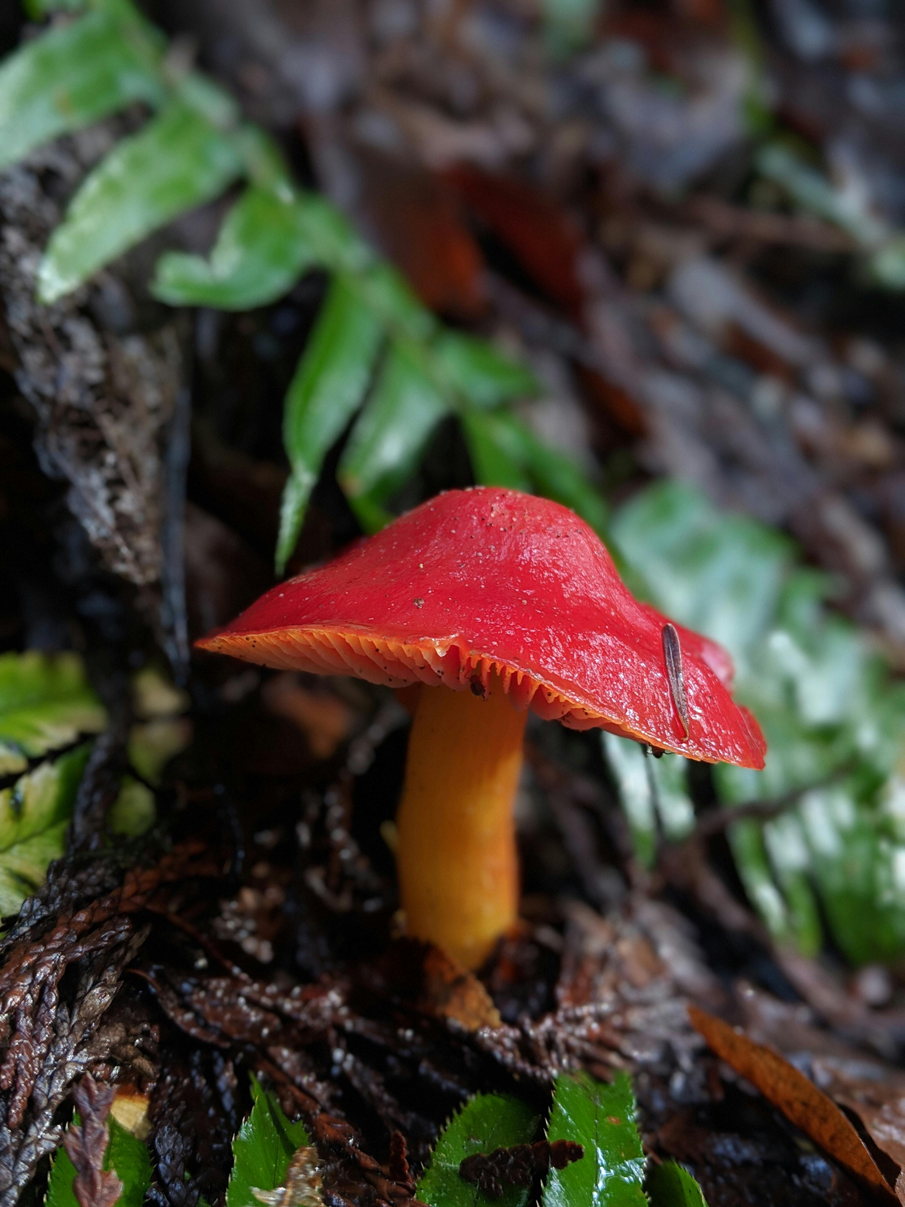 Mushrooms in a Tree · Free Stock Photo