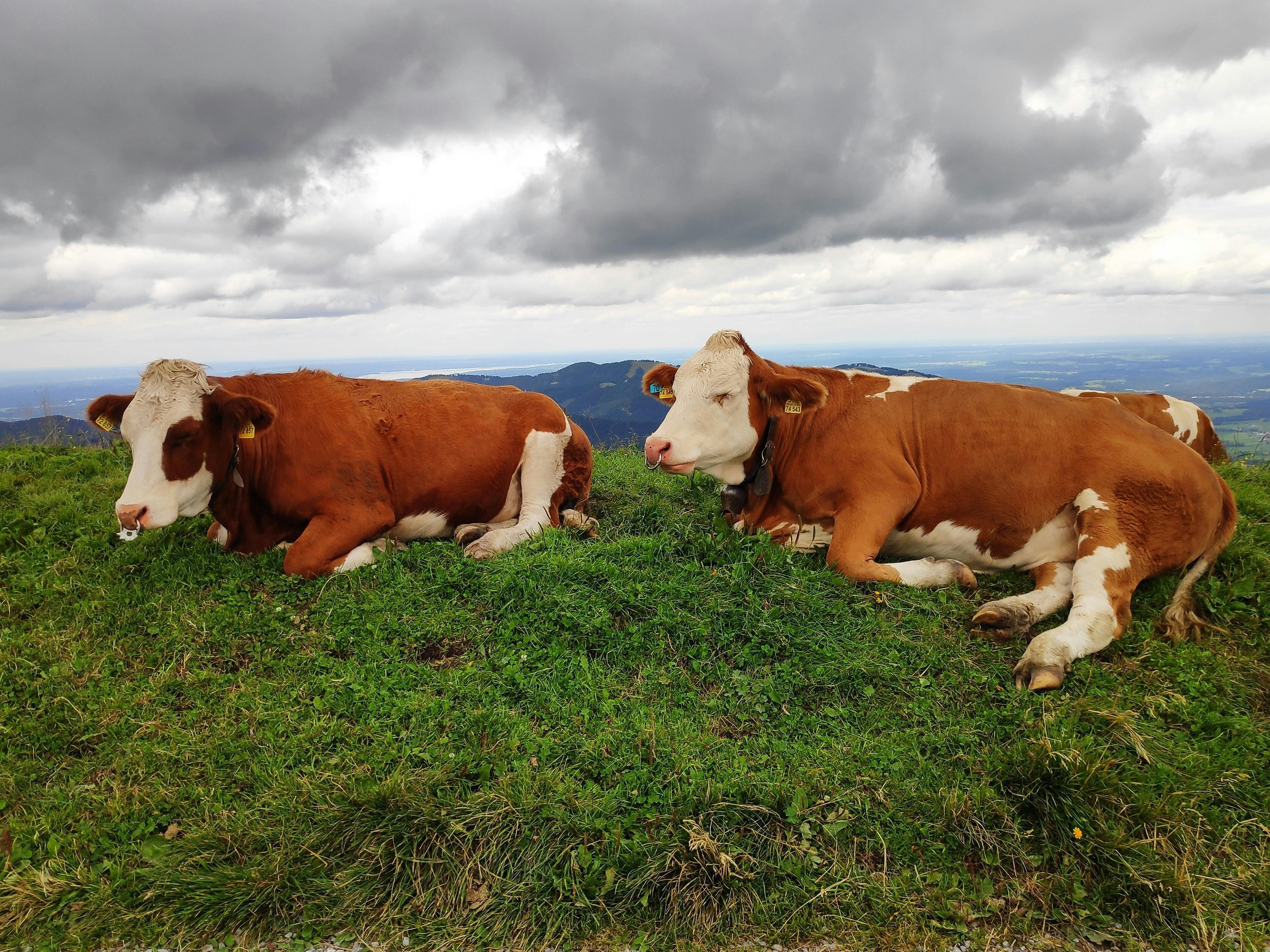 A Group of White and Gray Cows on Green Grass Field · Free Stock Photo