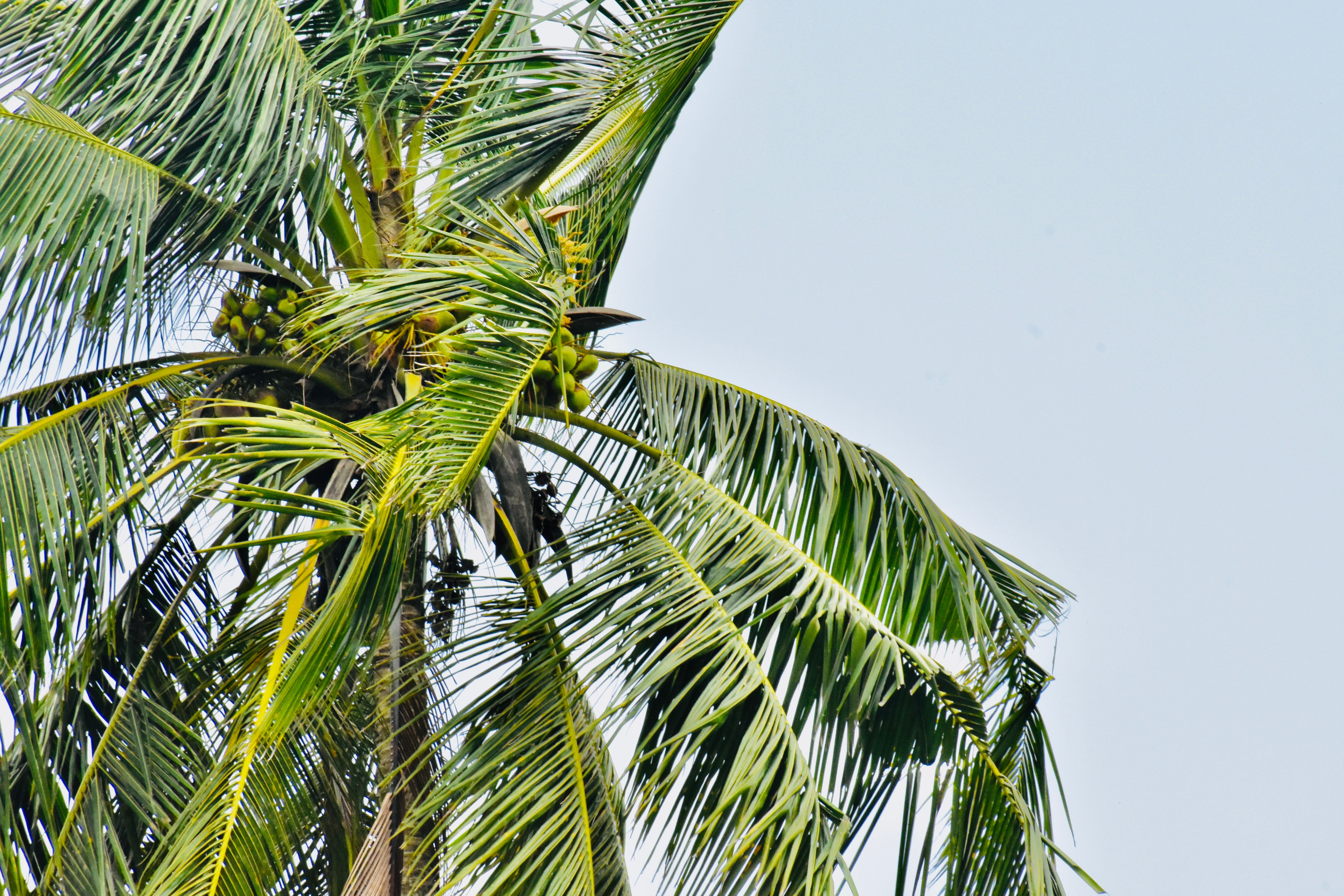 Coconut Tree on Daylight · Free Stock Photo