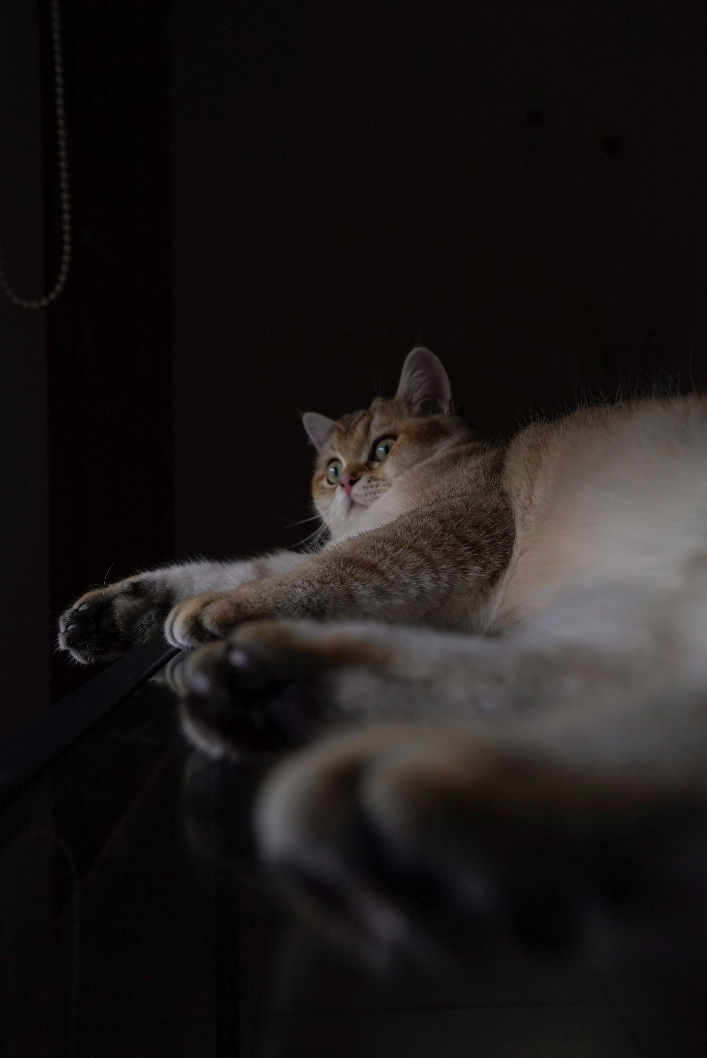 Nice Cat Photos, Download Free Nice Cat Stock Photos & HD Images