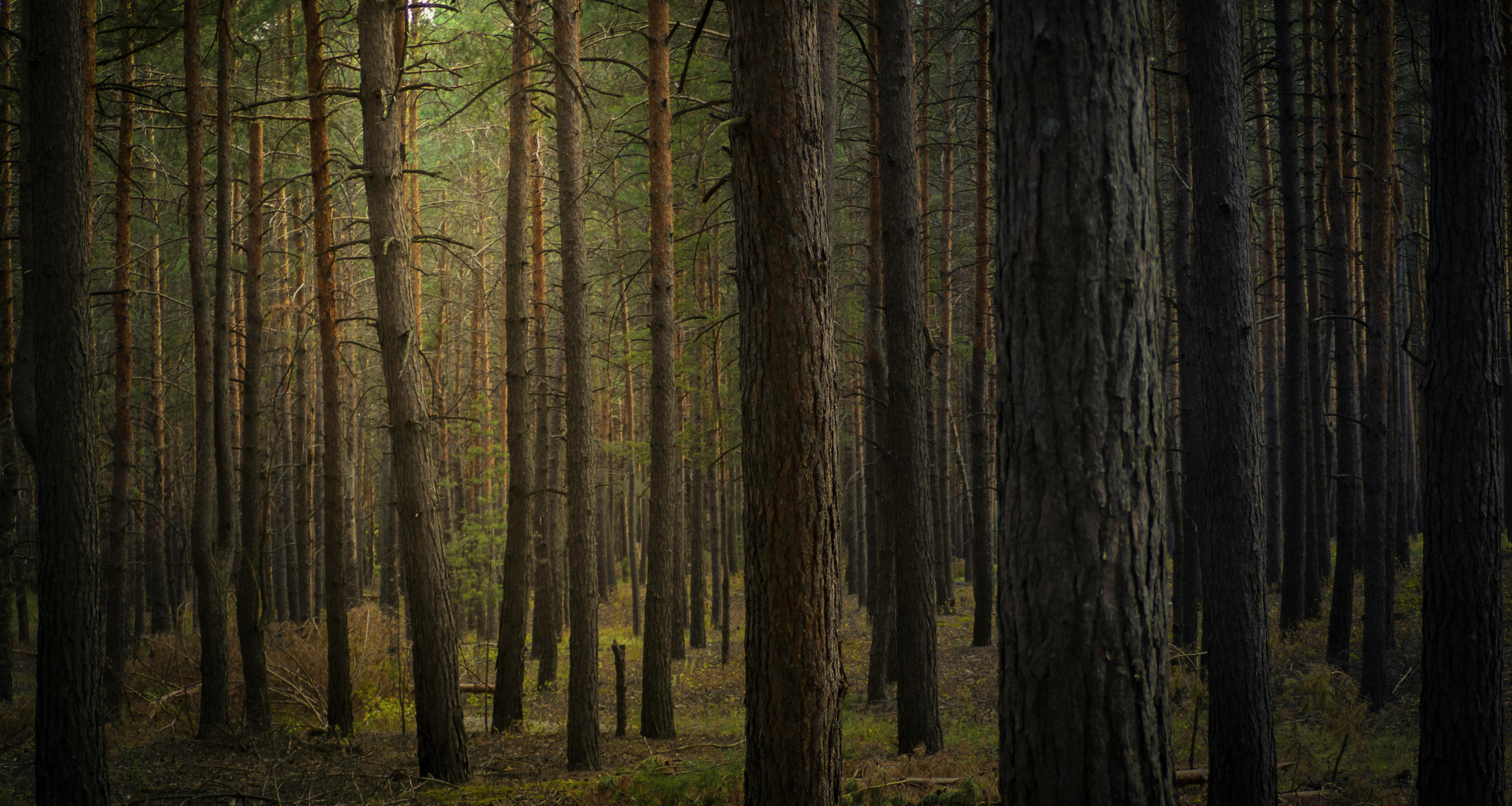 Brown Trees in the Woods · Free Stock Photo