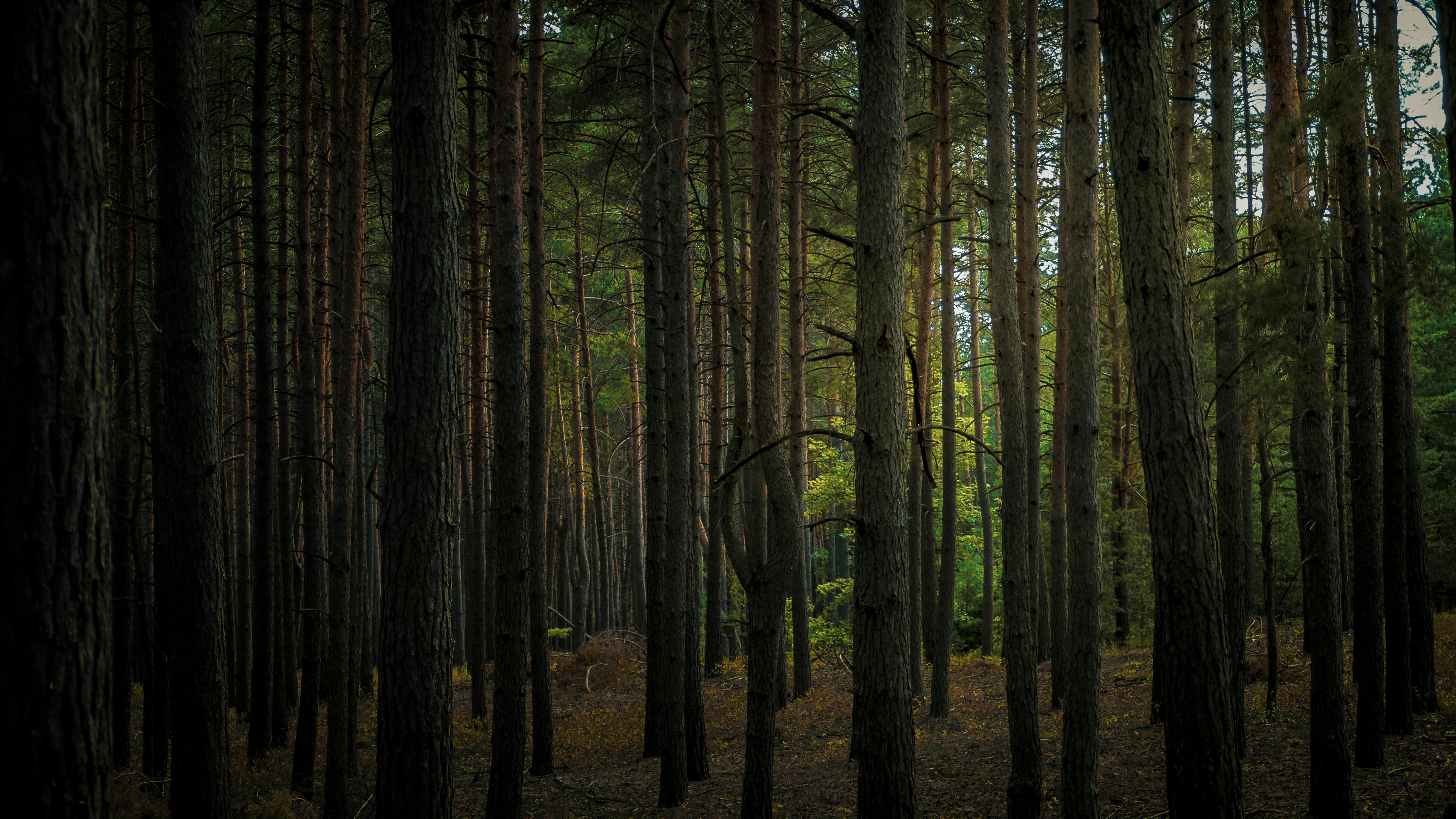 Photo of Trees in the Woods · Free Stock Photo