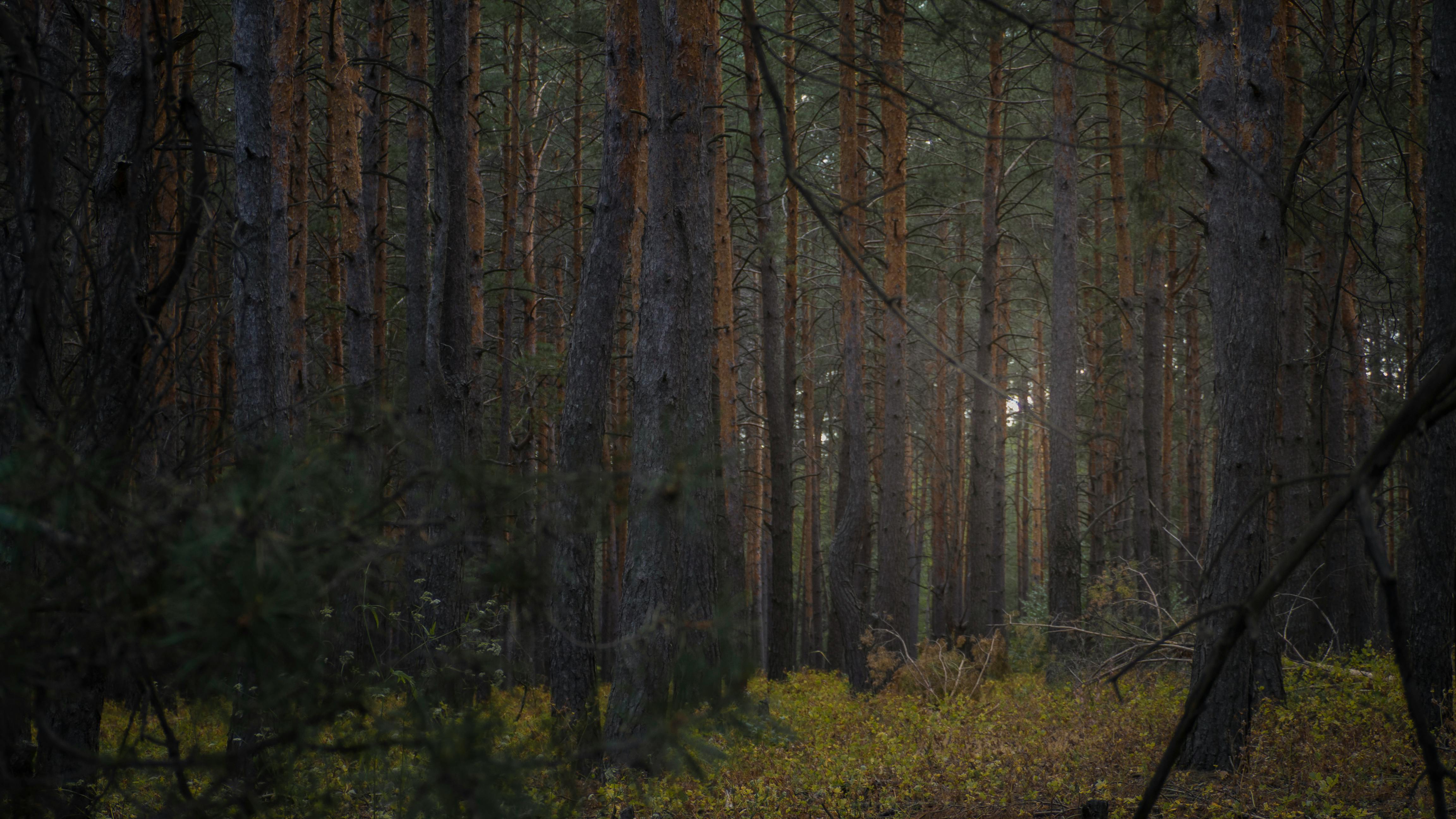 Forest · Free Stock Photo