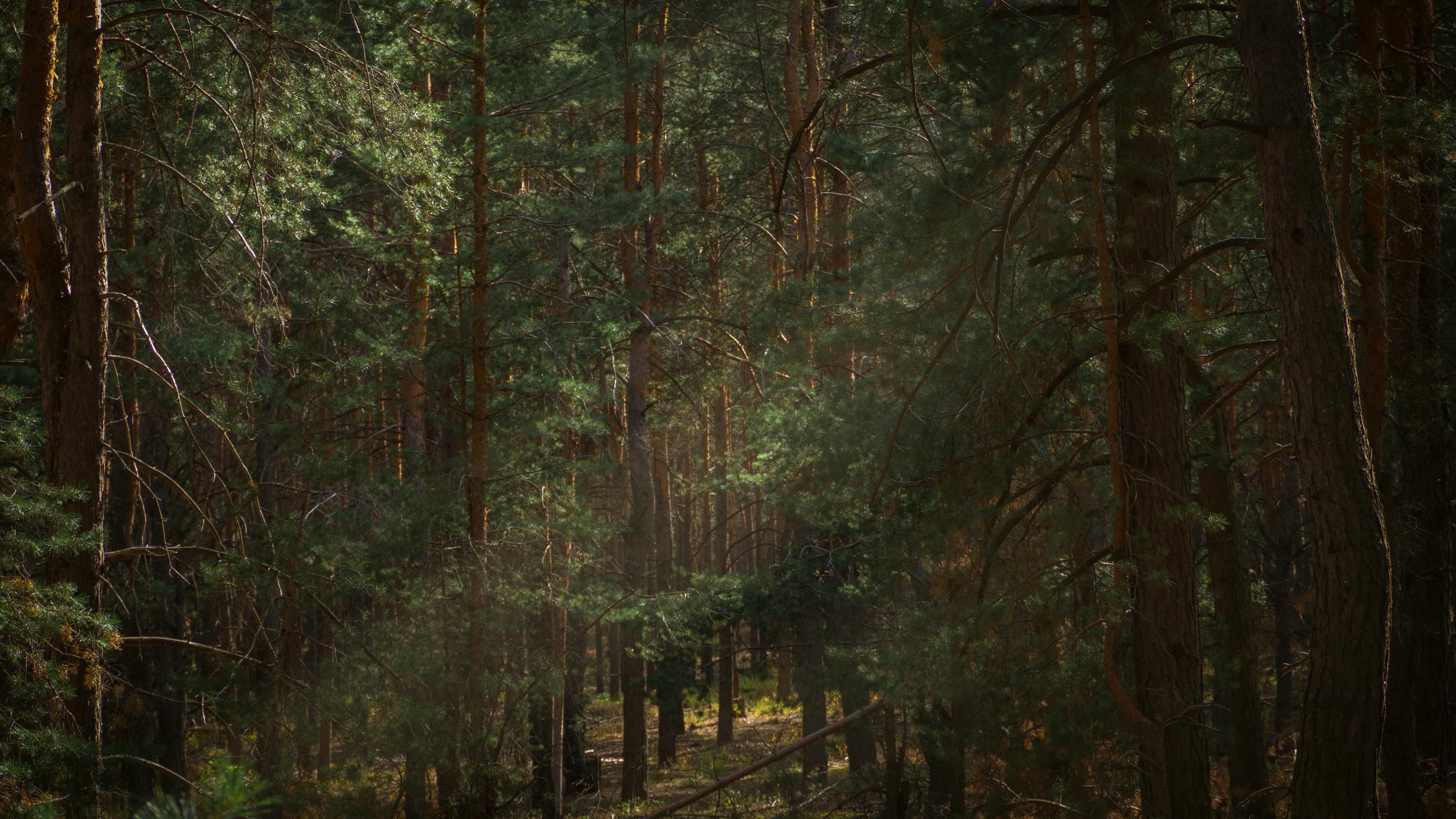 Photo of Forest During Daytime · Free Stock Photo