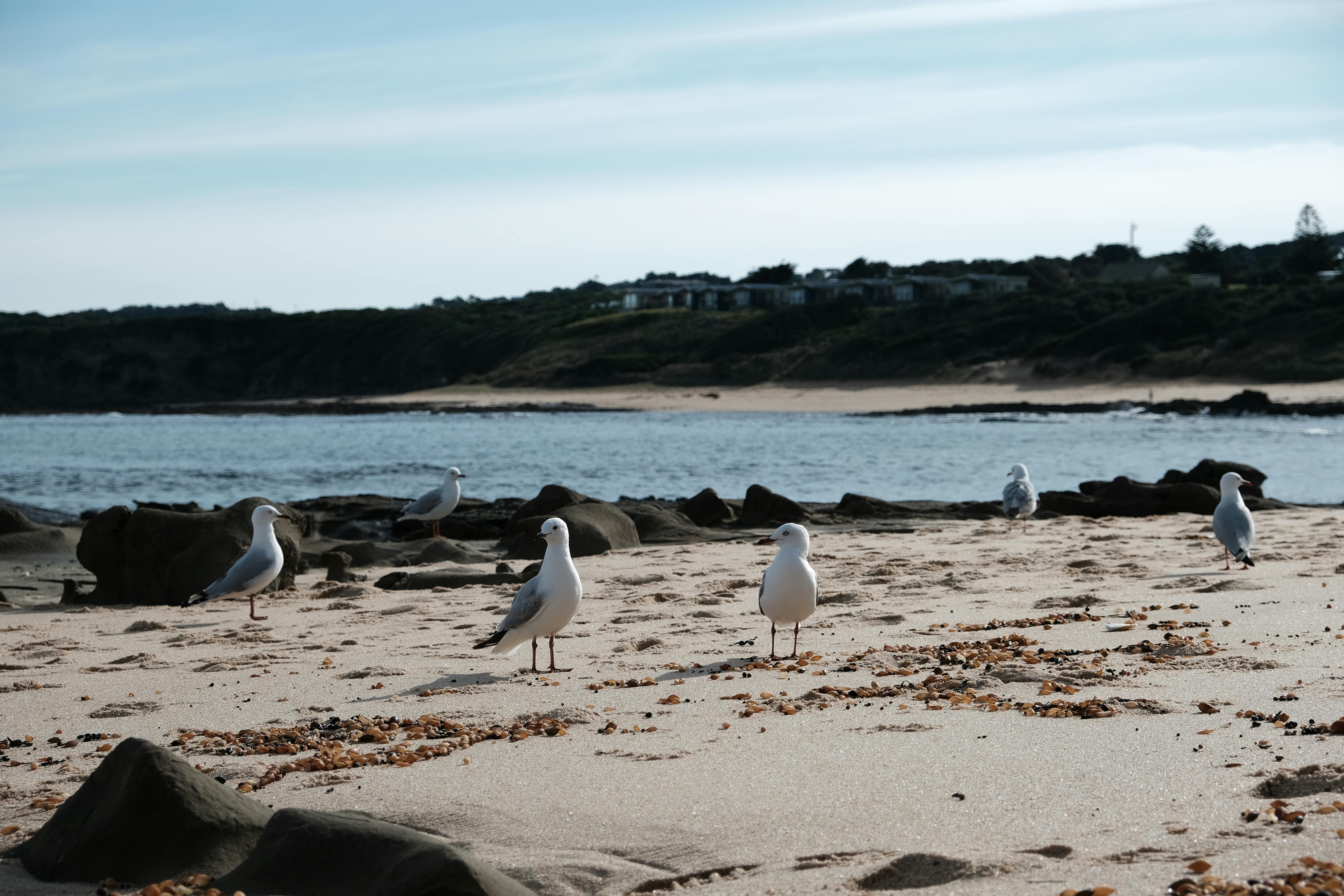 Beaches Animated Photos, Download The BEST Free Beaches Animated Stock ...