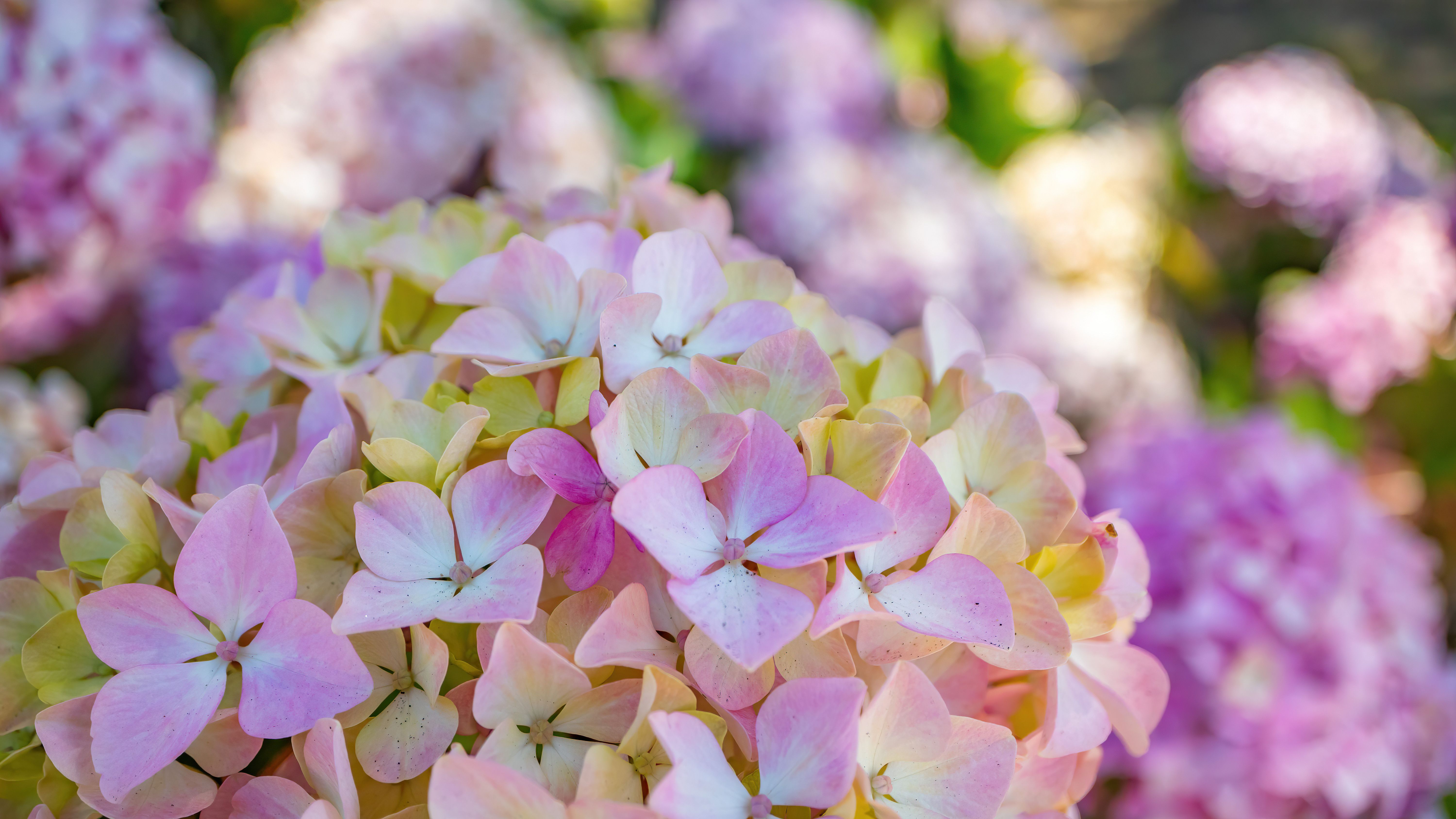 Amazing blue hydrangea flower in garden · Free Stock Photo