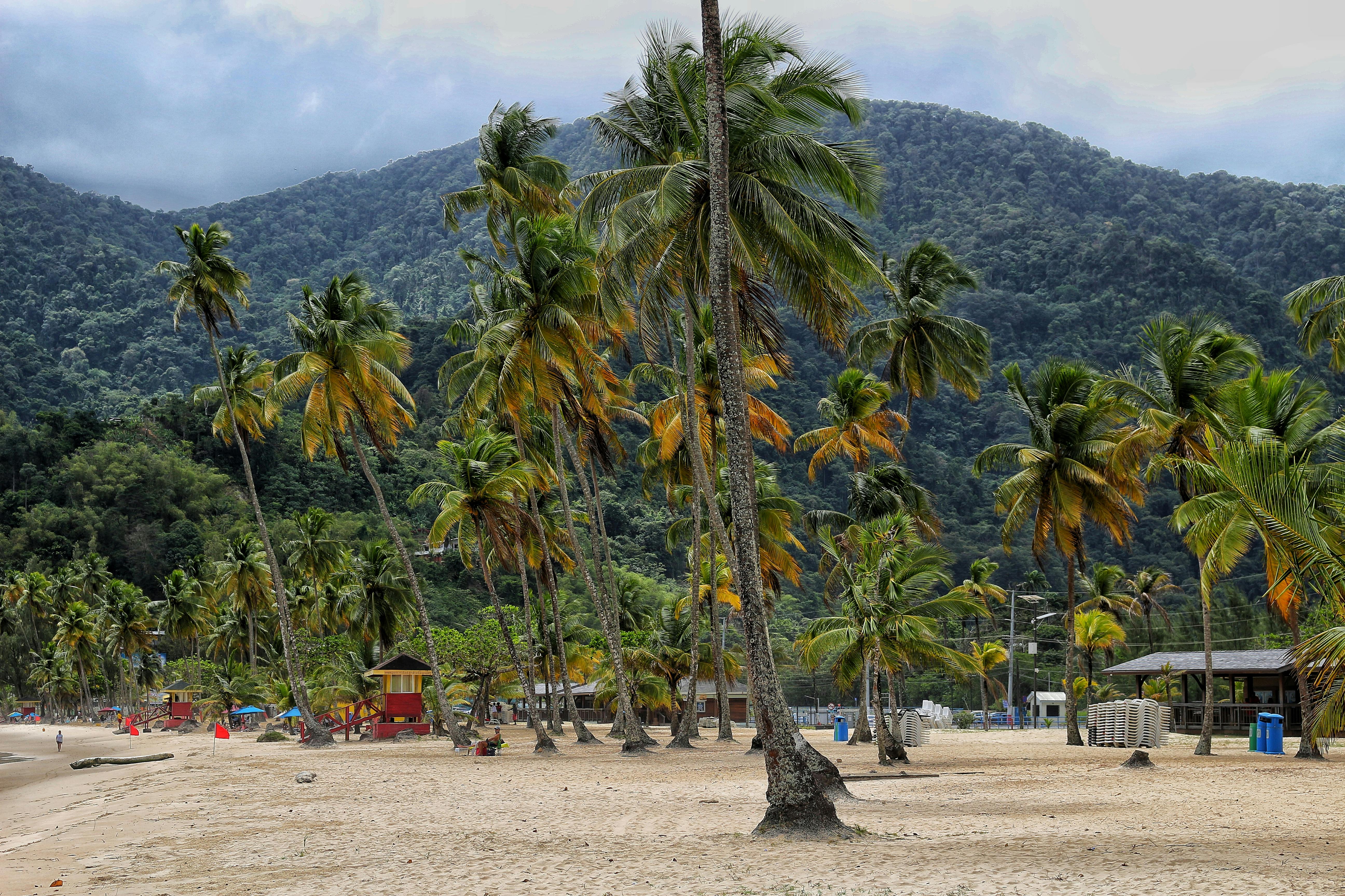 Green Trees in the Beach · Free Stock Photo