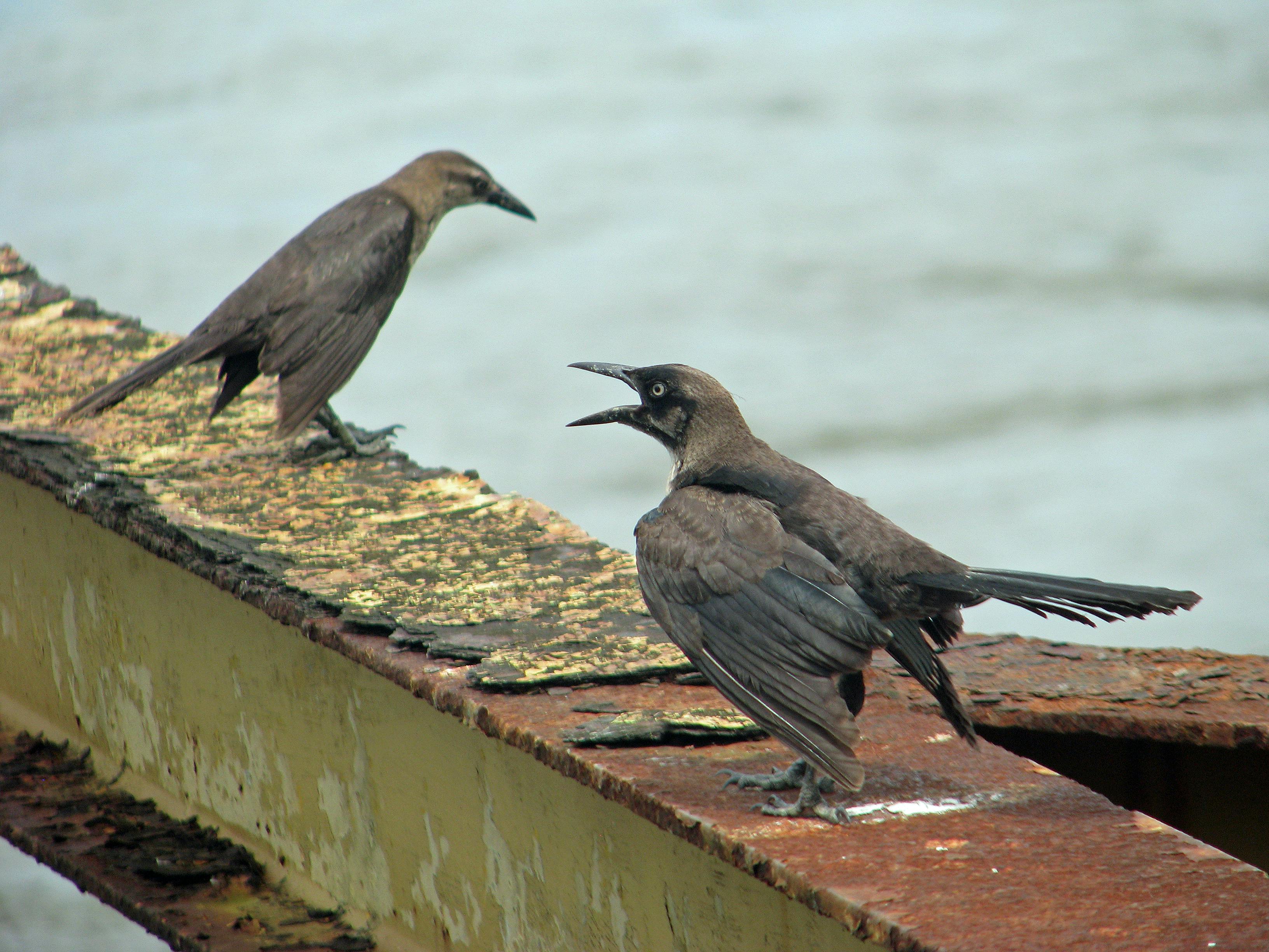 Grackle Call Photos, Download The BEST Free Grackle Call Stock Photos ...