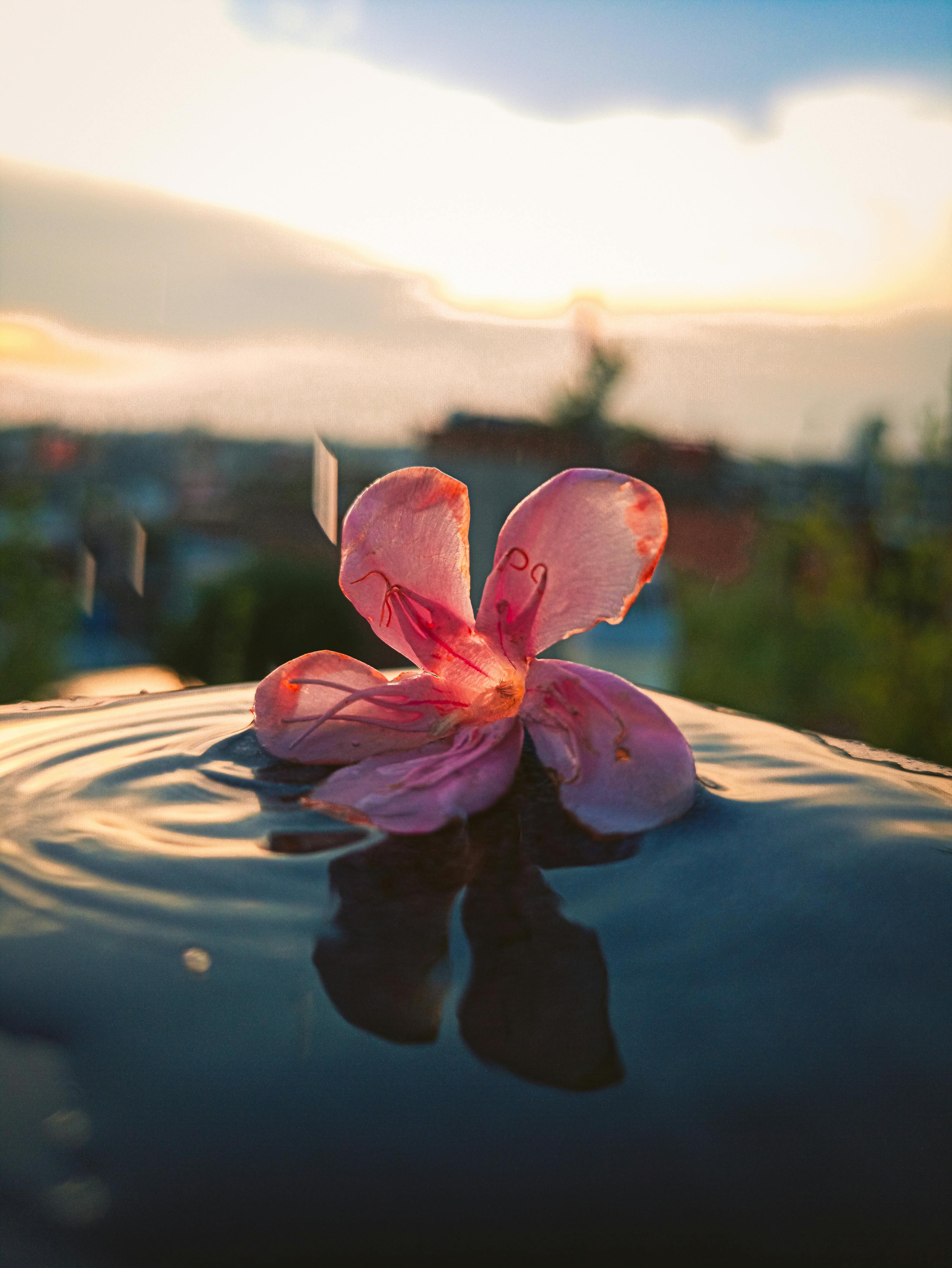 Flower Screensaver Photos, Download Free Flower Screensaver Stock ...