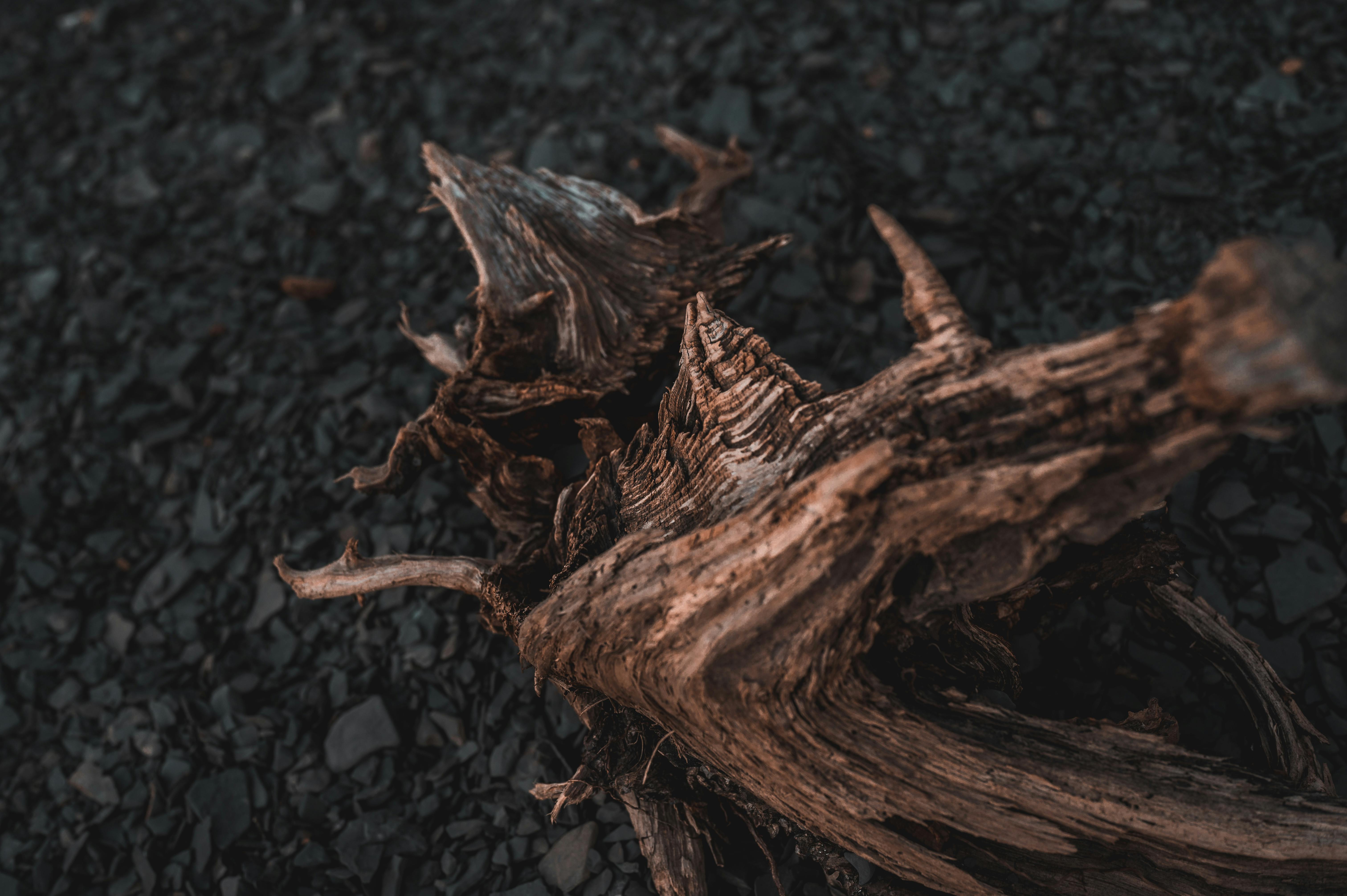 Destroyed Nature Photos, Download The BEST Free Destroyed Nature Stock ...