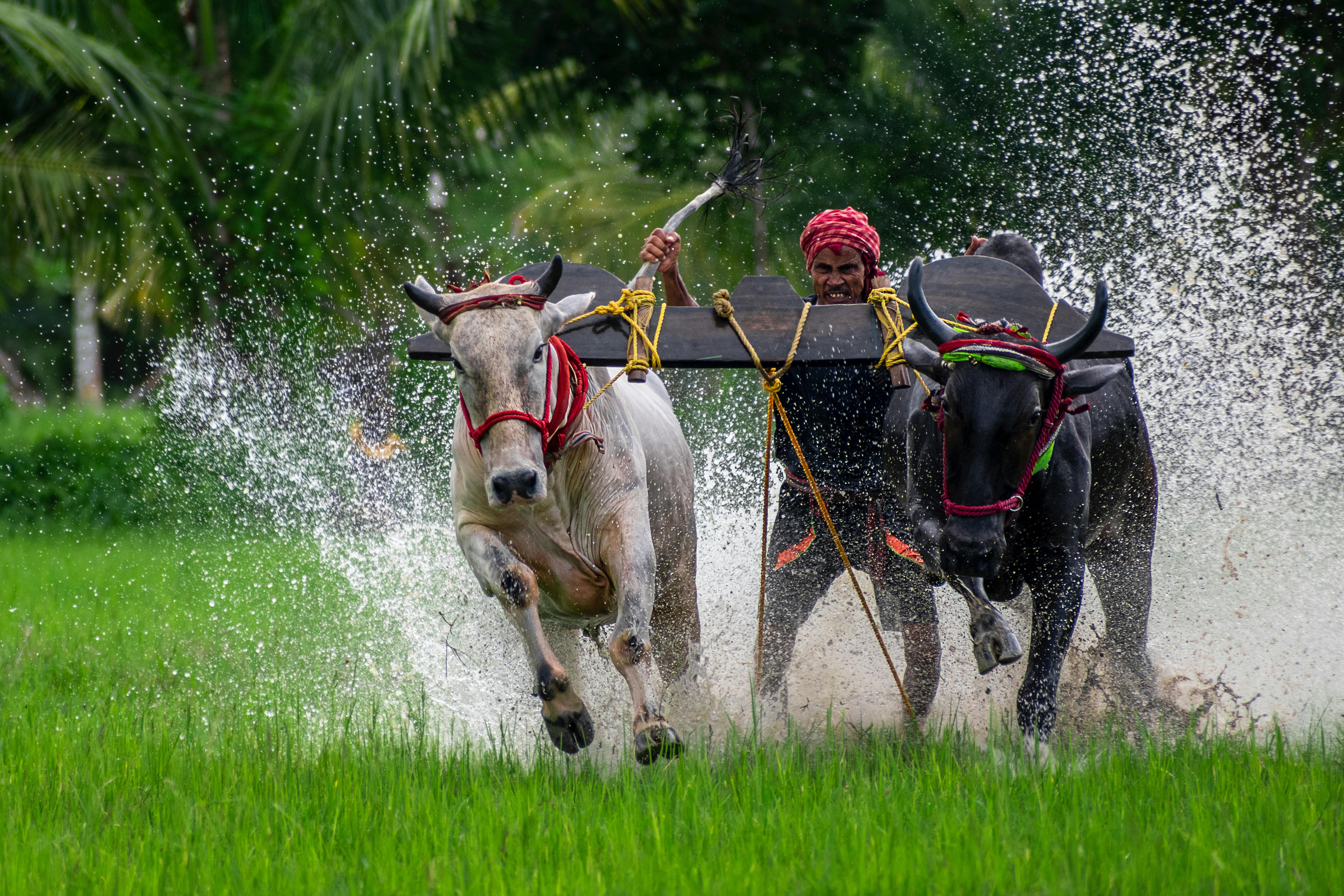 Two Bulls Working in a Field · Free Stock Photo