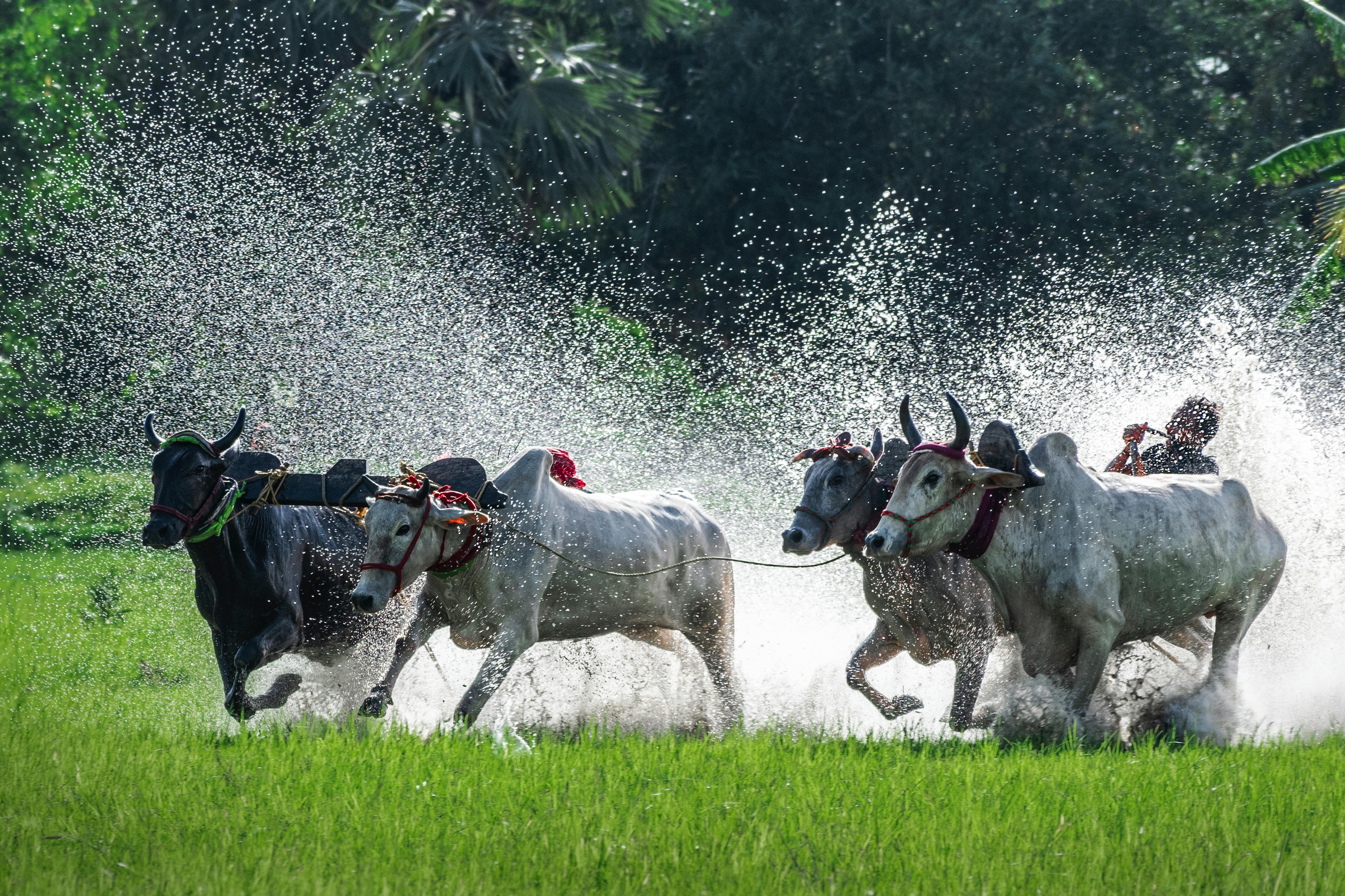 Oxen Running in a Farmland · Free Stock Photo