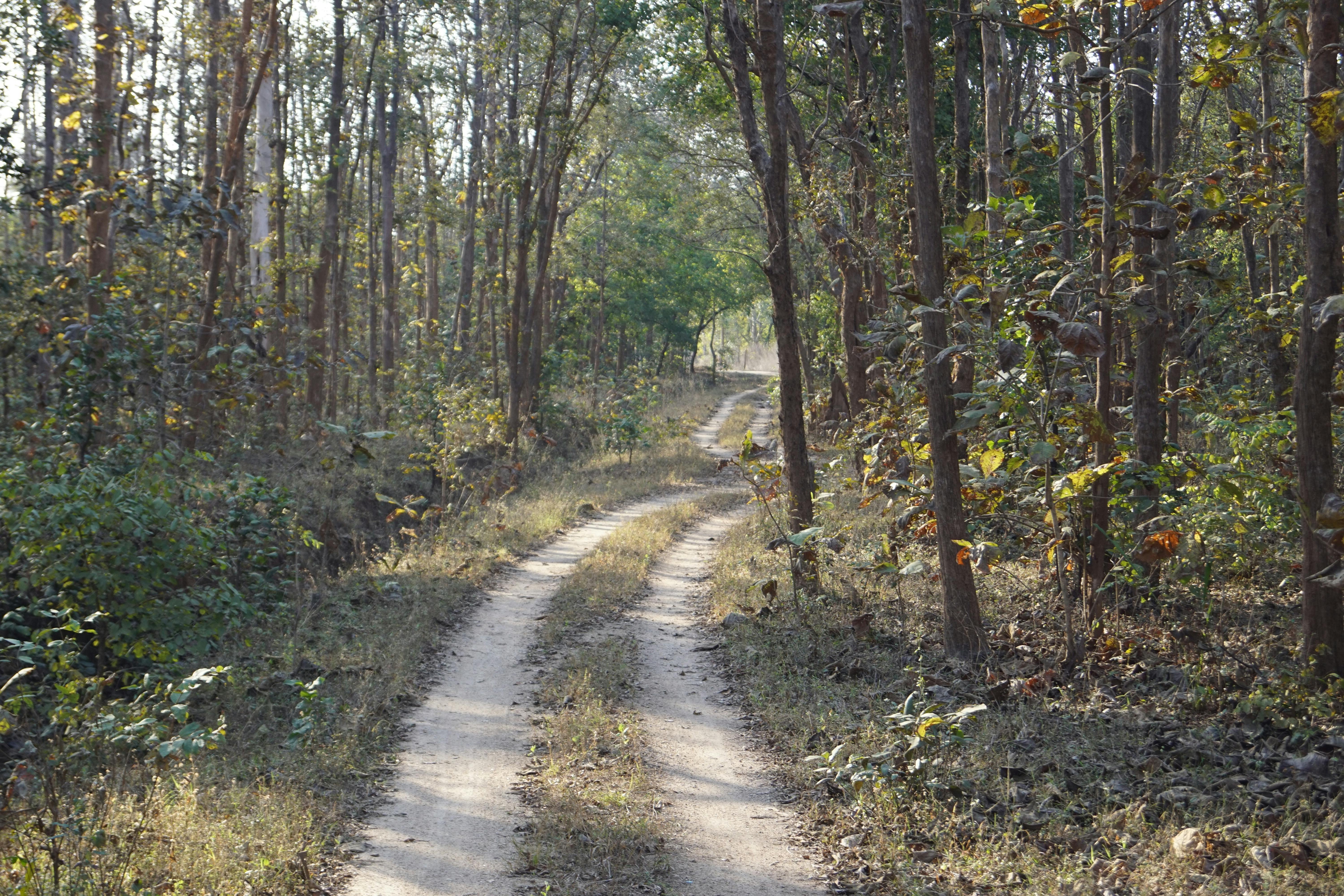 Unpaved Road in the Forest · Free Stock Photo
