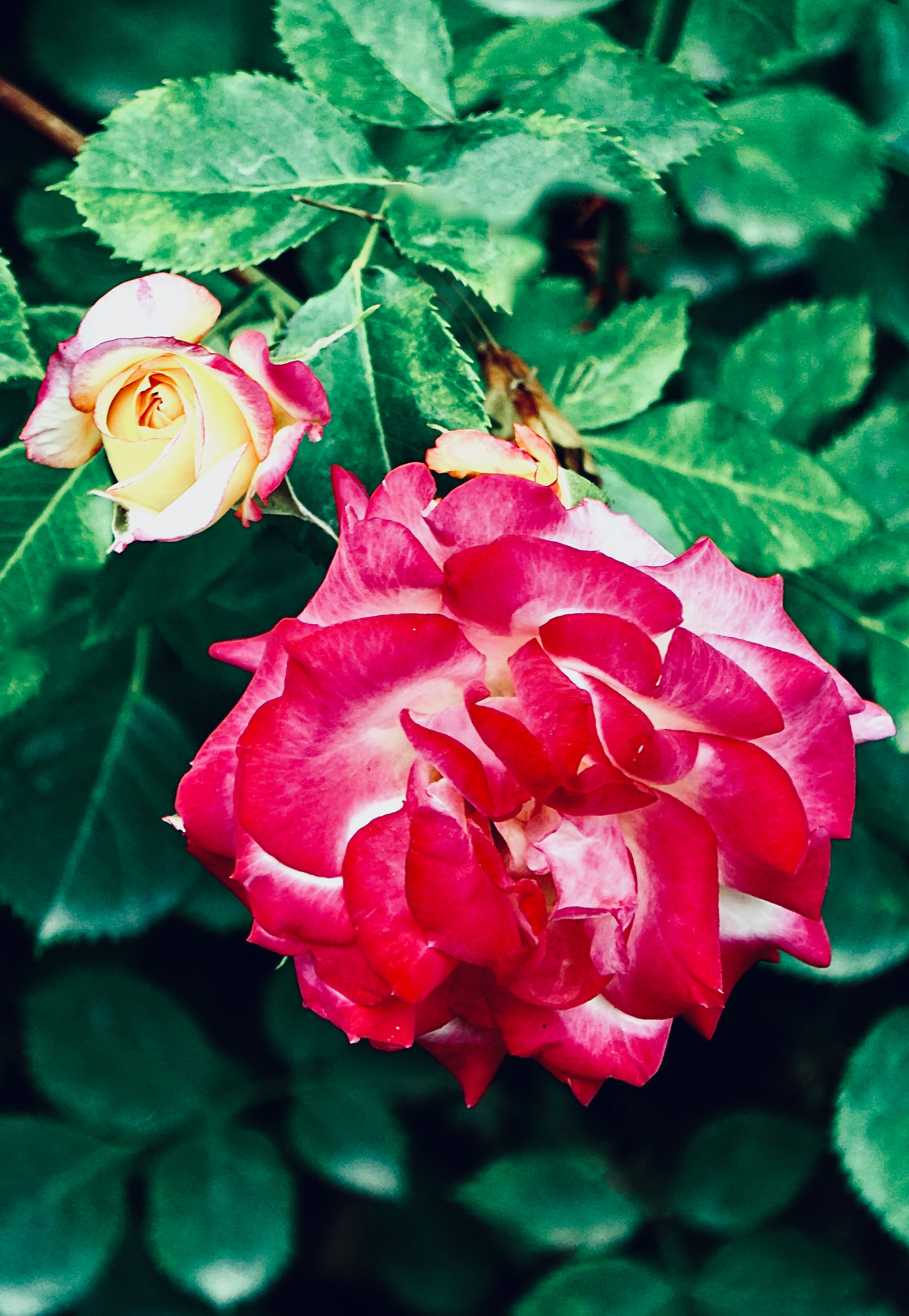 Close-Up Photo of a Garden Rose · Free Stock Photo