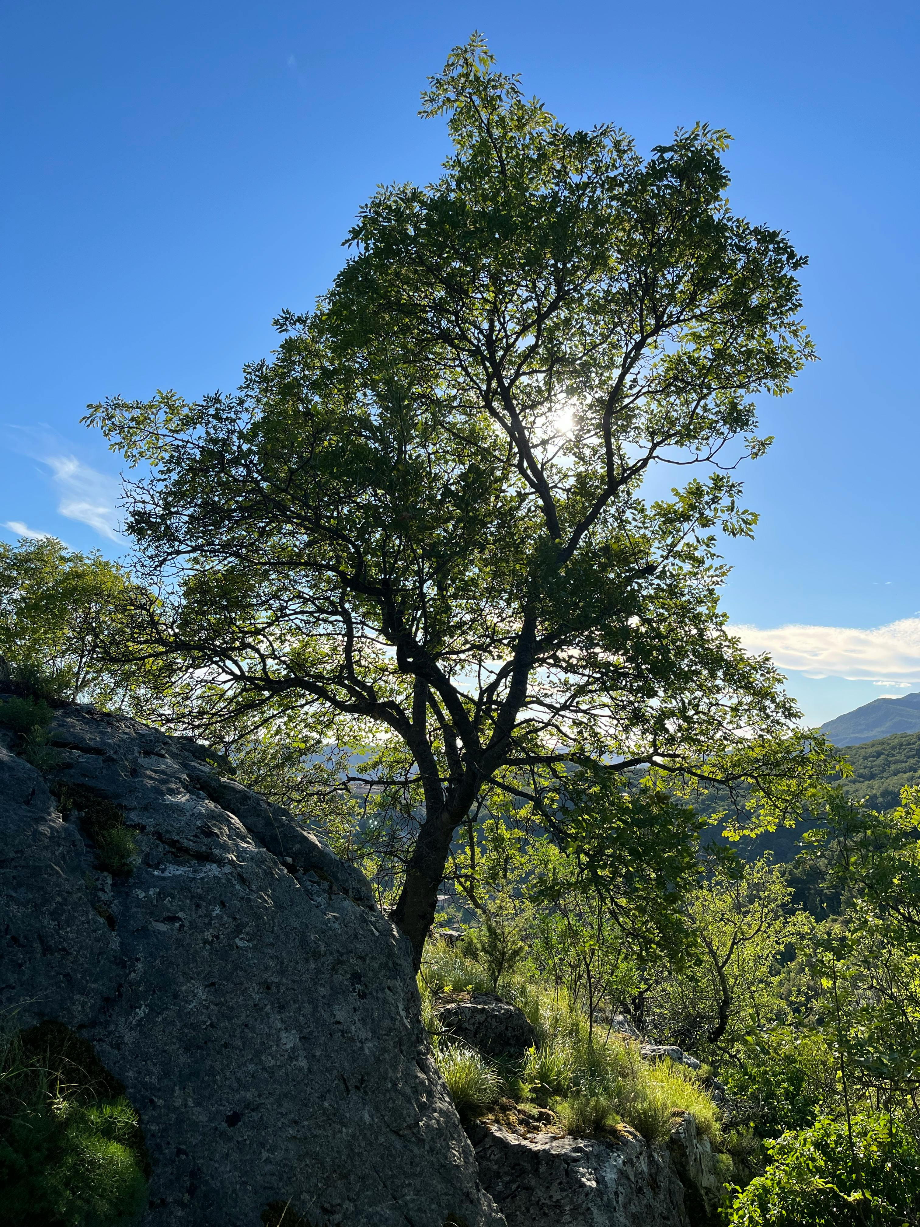 Gray Rocky Cliff with Green Trees · Free Stock Photo