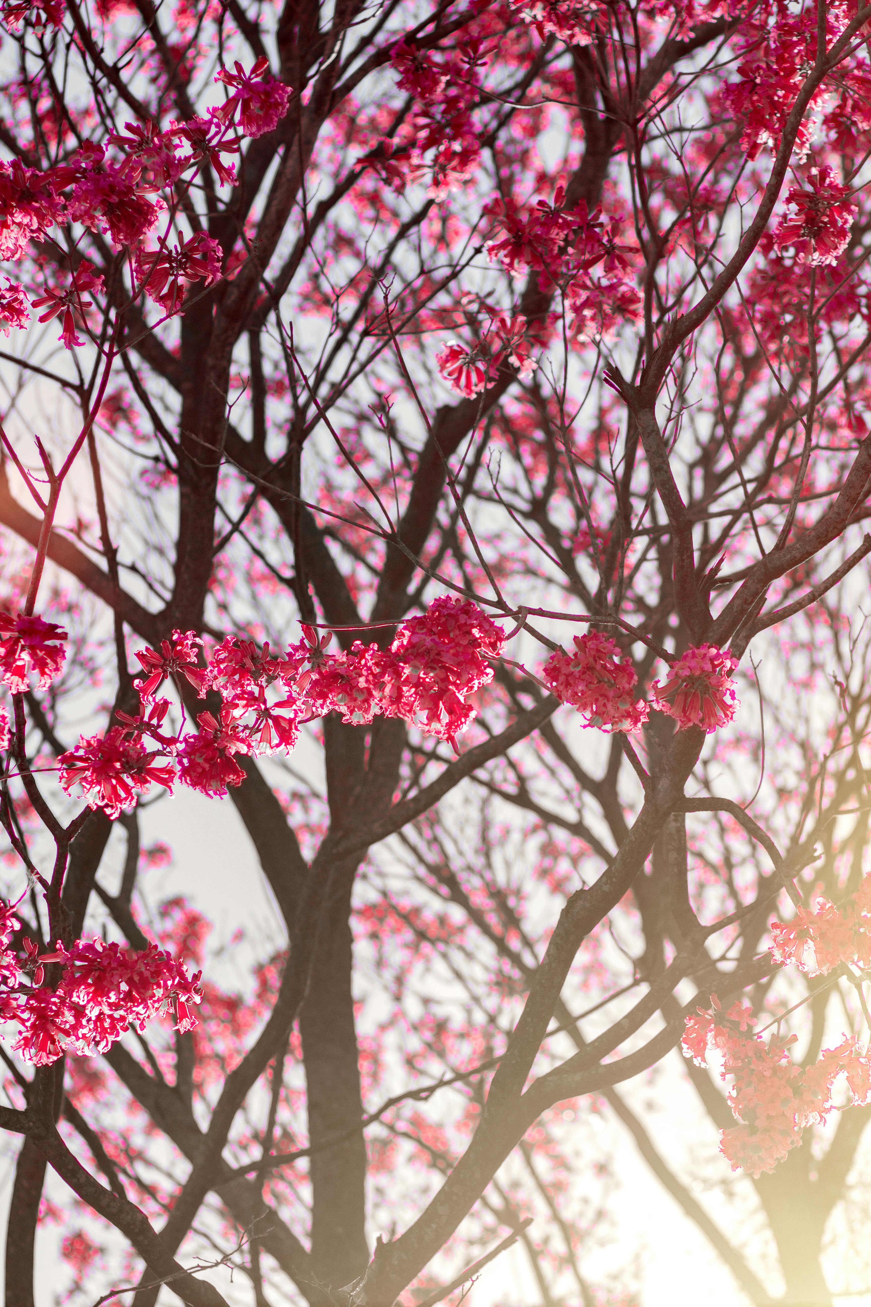 View of a Tree in Spring · Free Stock Photo