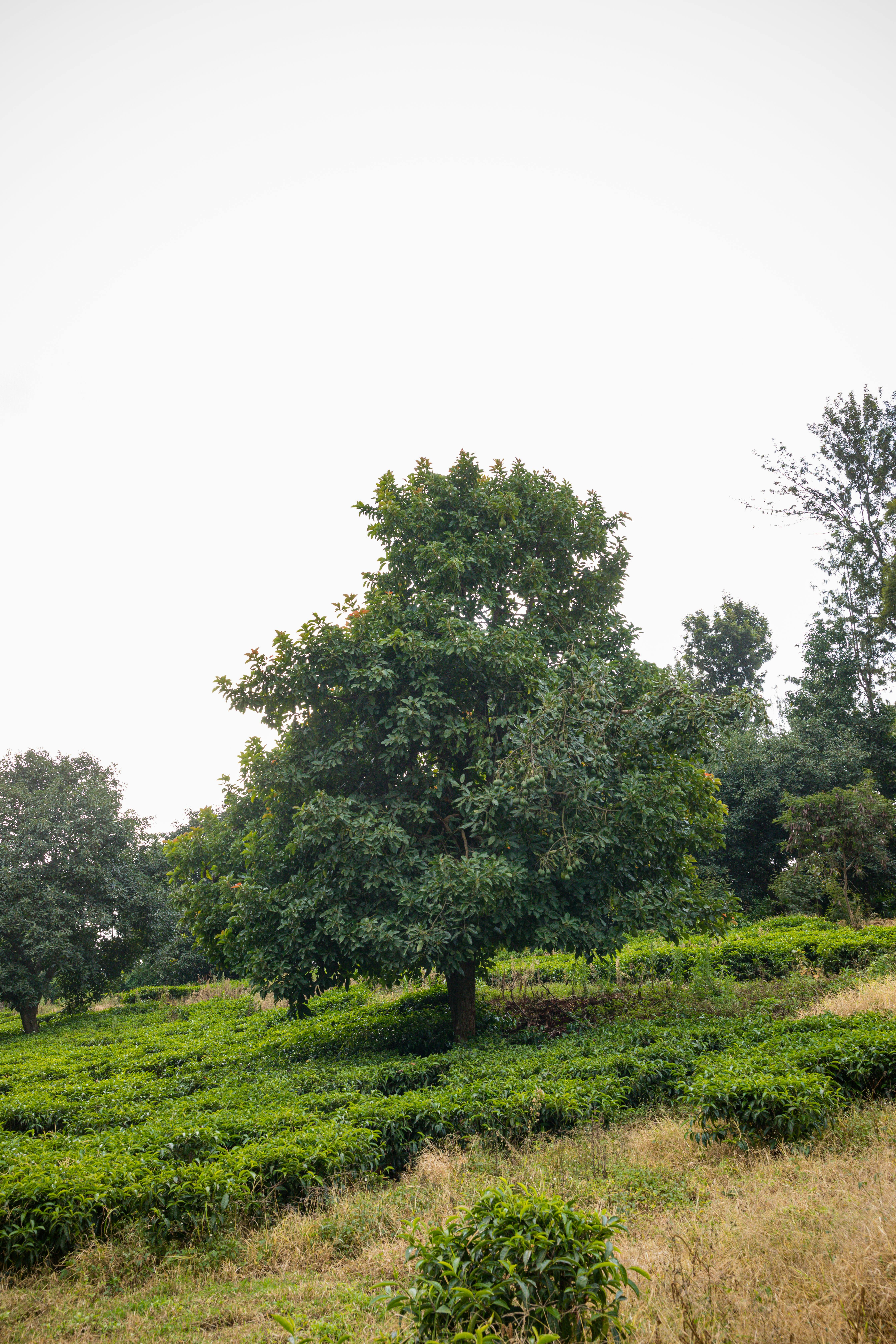 Deciduous Tree in Summer · Free Stock Photo